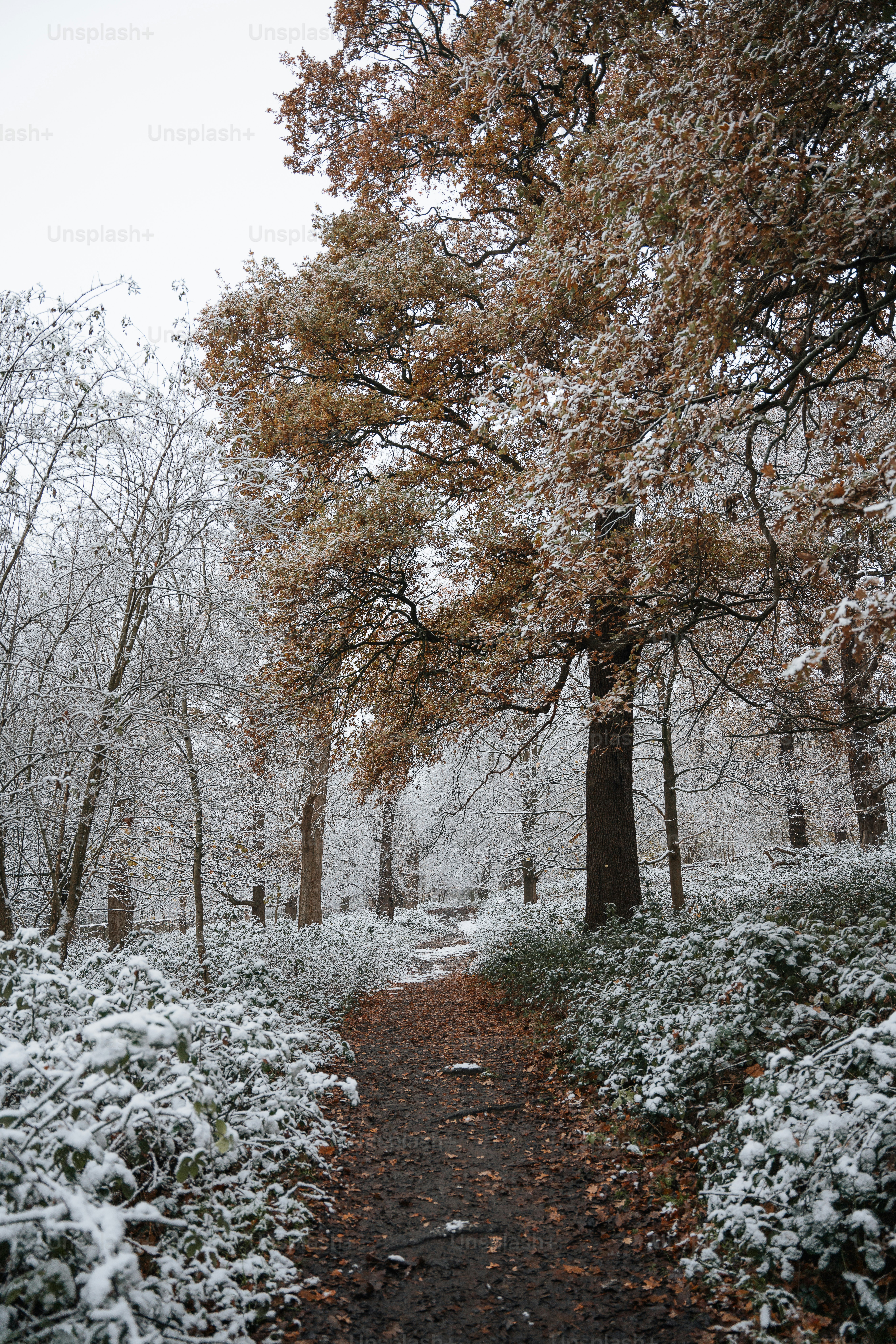 Snow Tree Pictures | Download Free Images on Unsplash