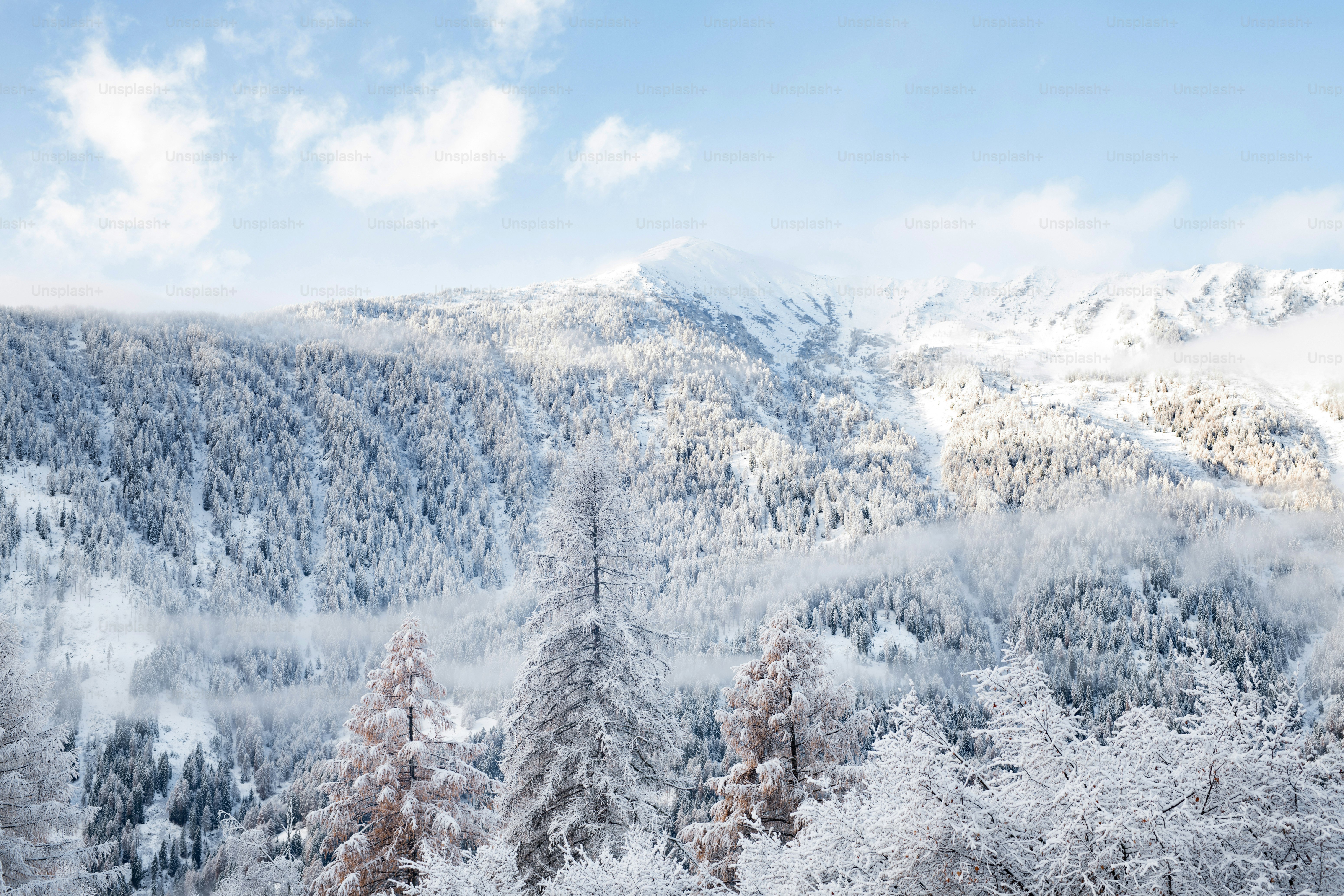 A snowy landscape with a fence and trees photo – Snow Image on Unsplash
