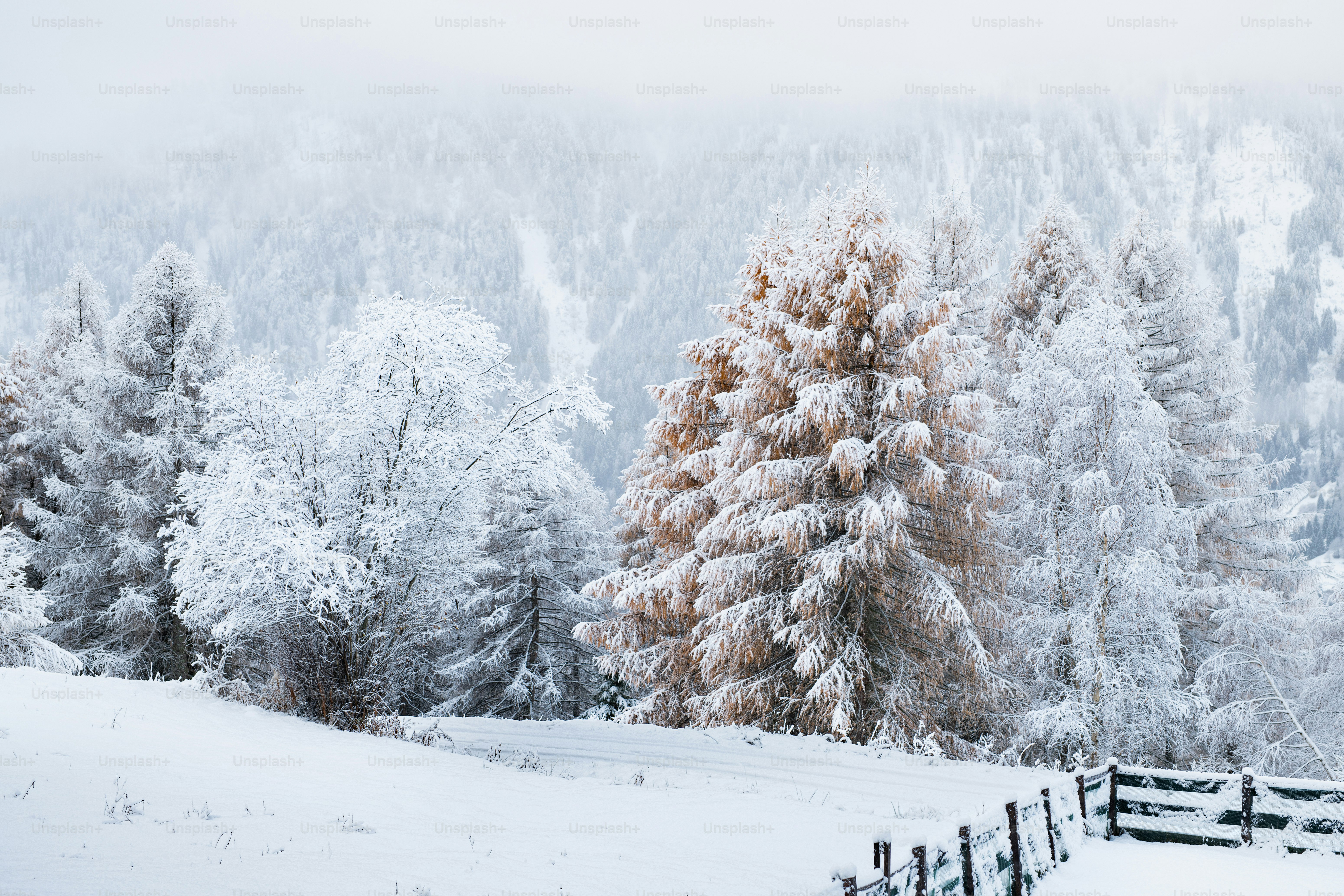 A snowy landscape with trees and a fence photo – Snow Image on Unsplash