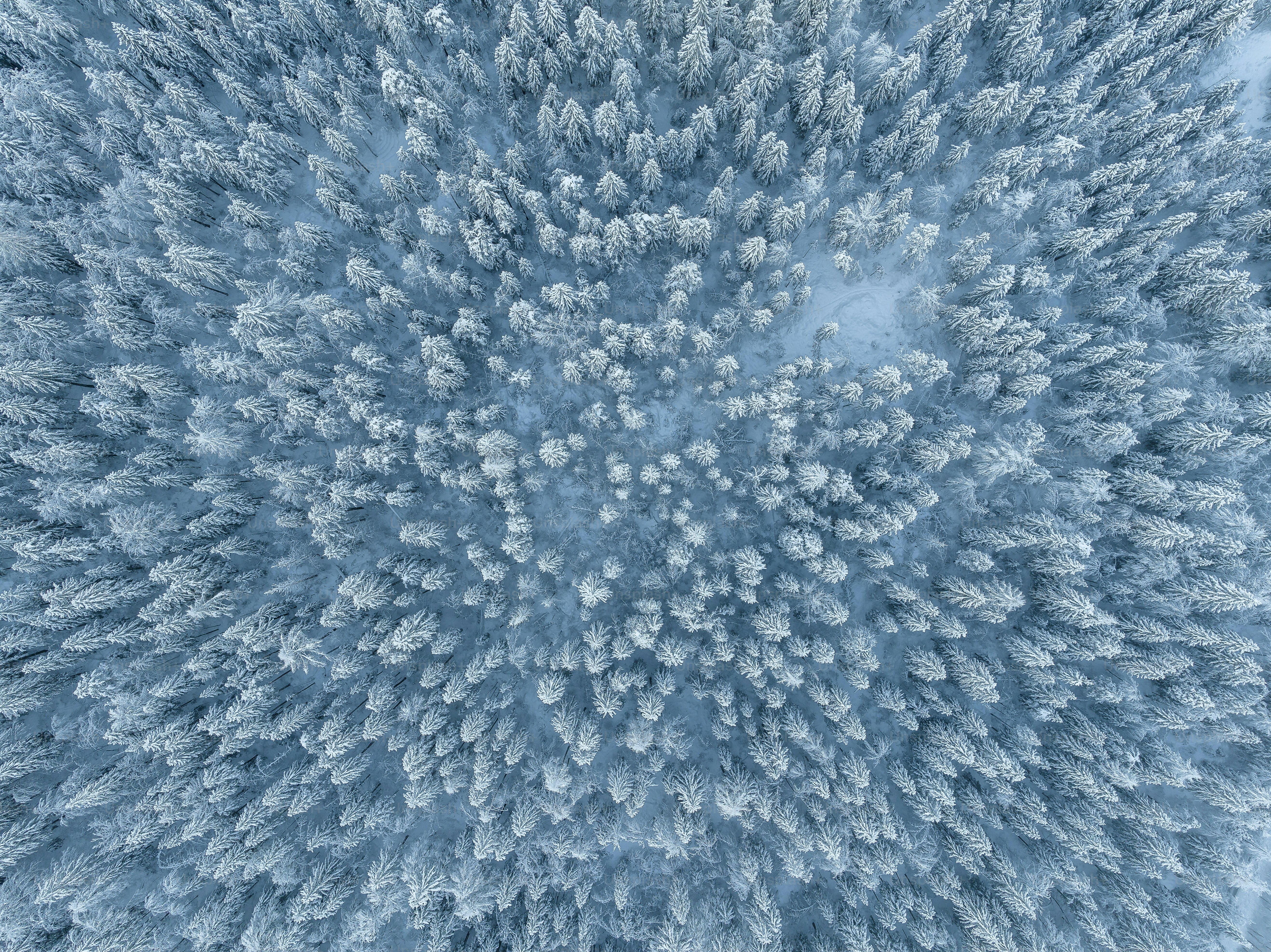 Foto Uma vista aérea de uma floresta coberta de neve – Imagem de ...