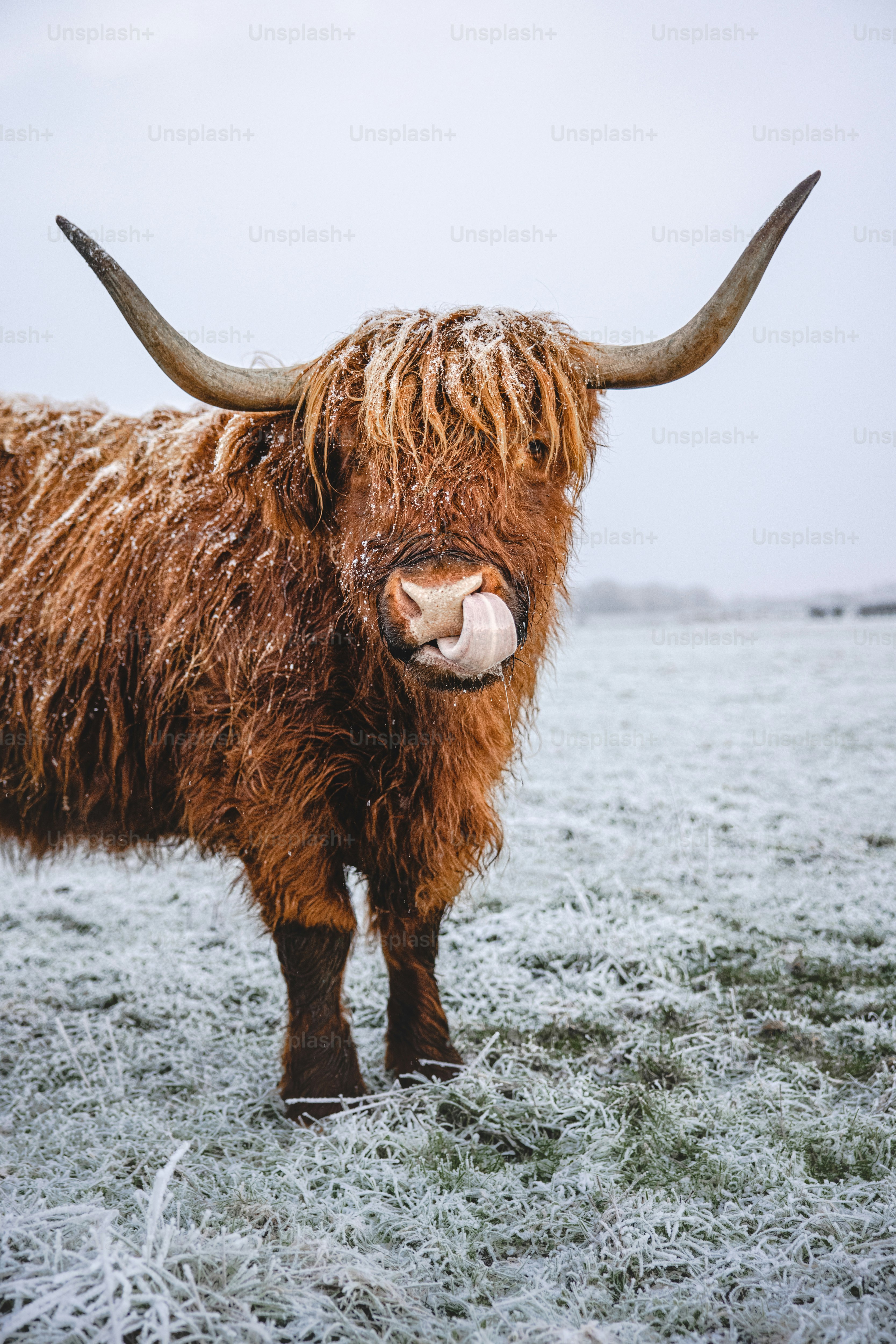 A long haired bull with horns walking through a field photo – Animal ...