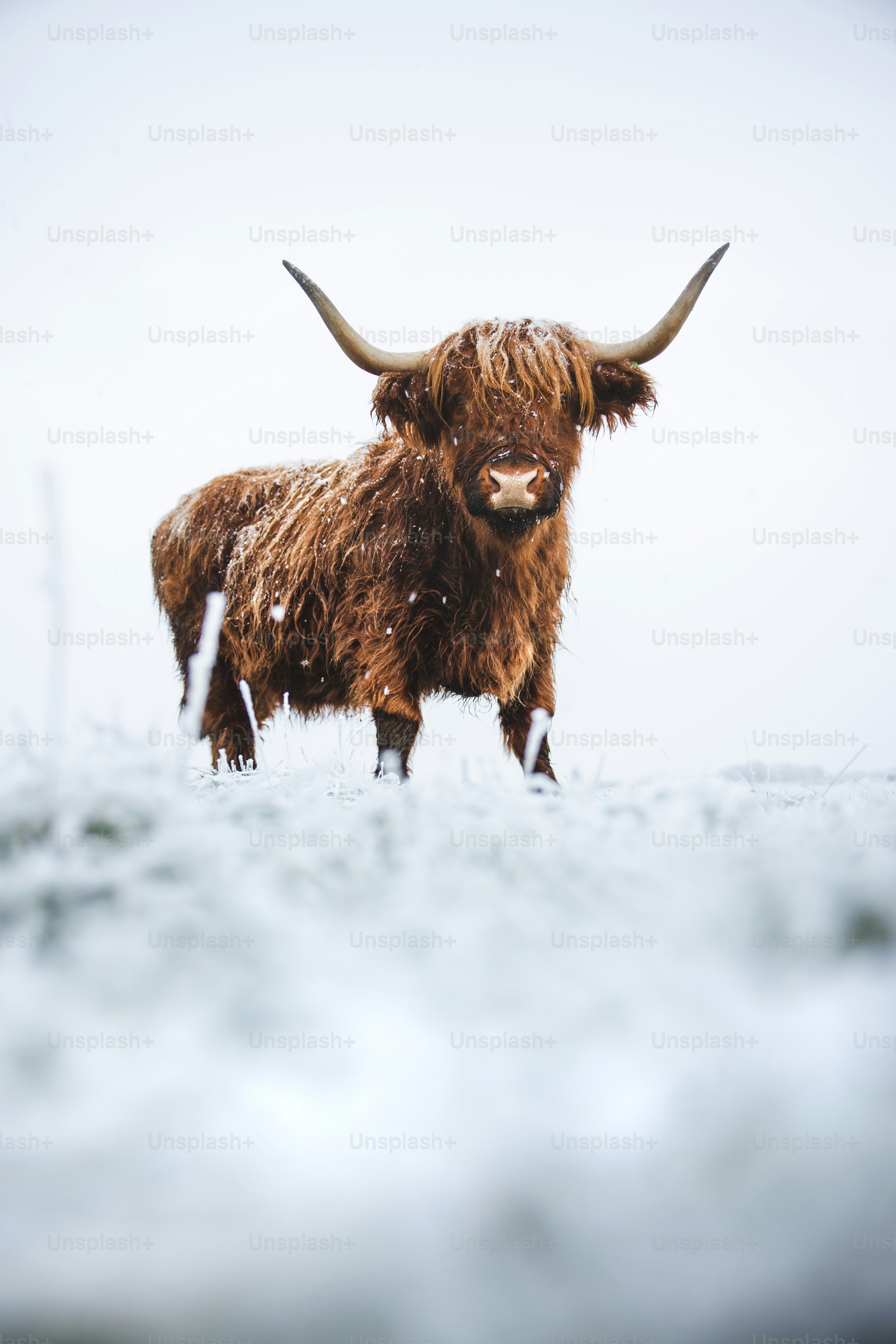 A brown bull standing on top of a snow covered field photo – Longhorn ...