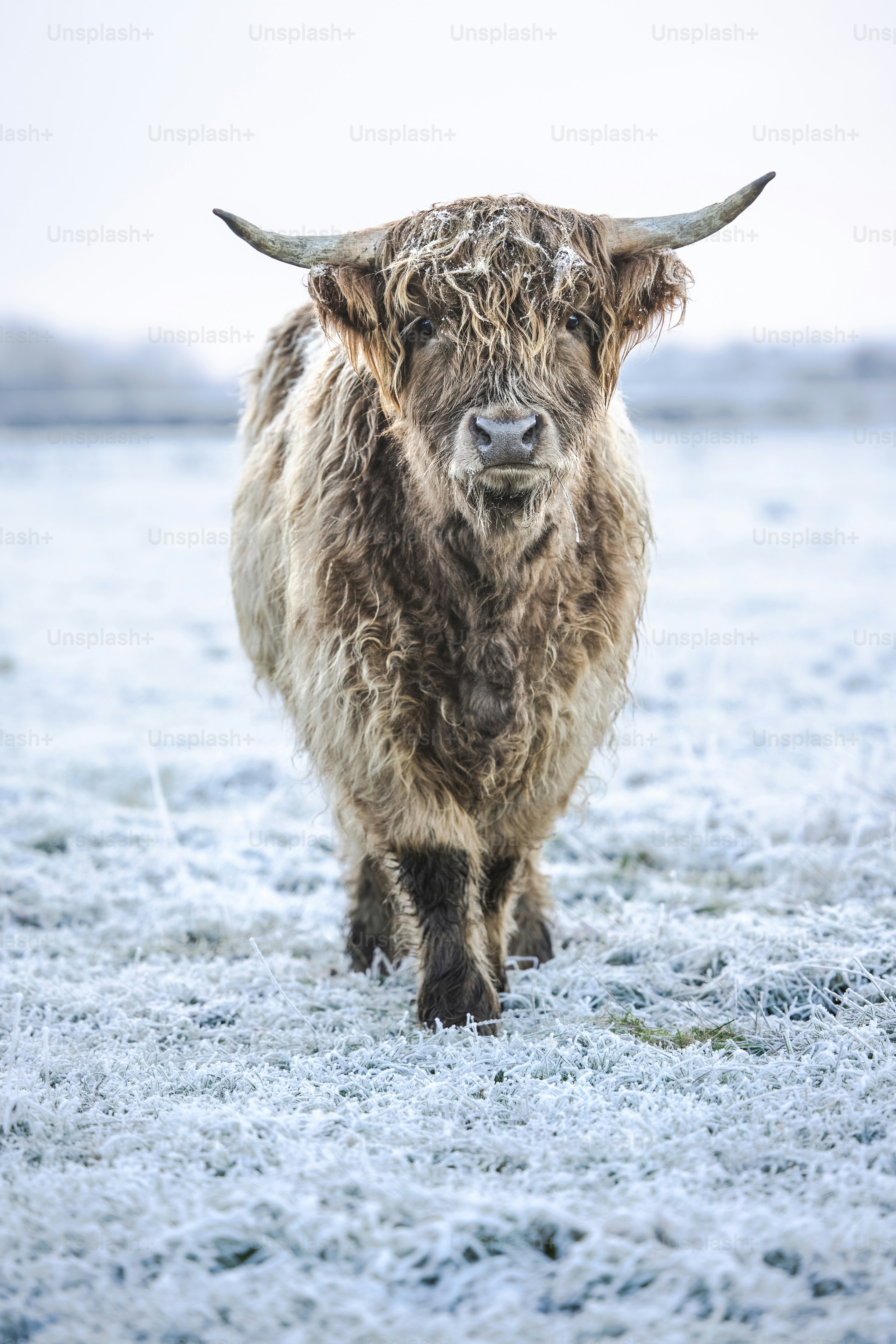 A long haired bull with horns walking through a field photo – Animal ...