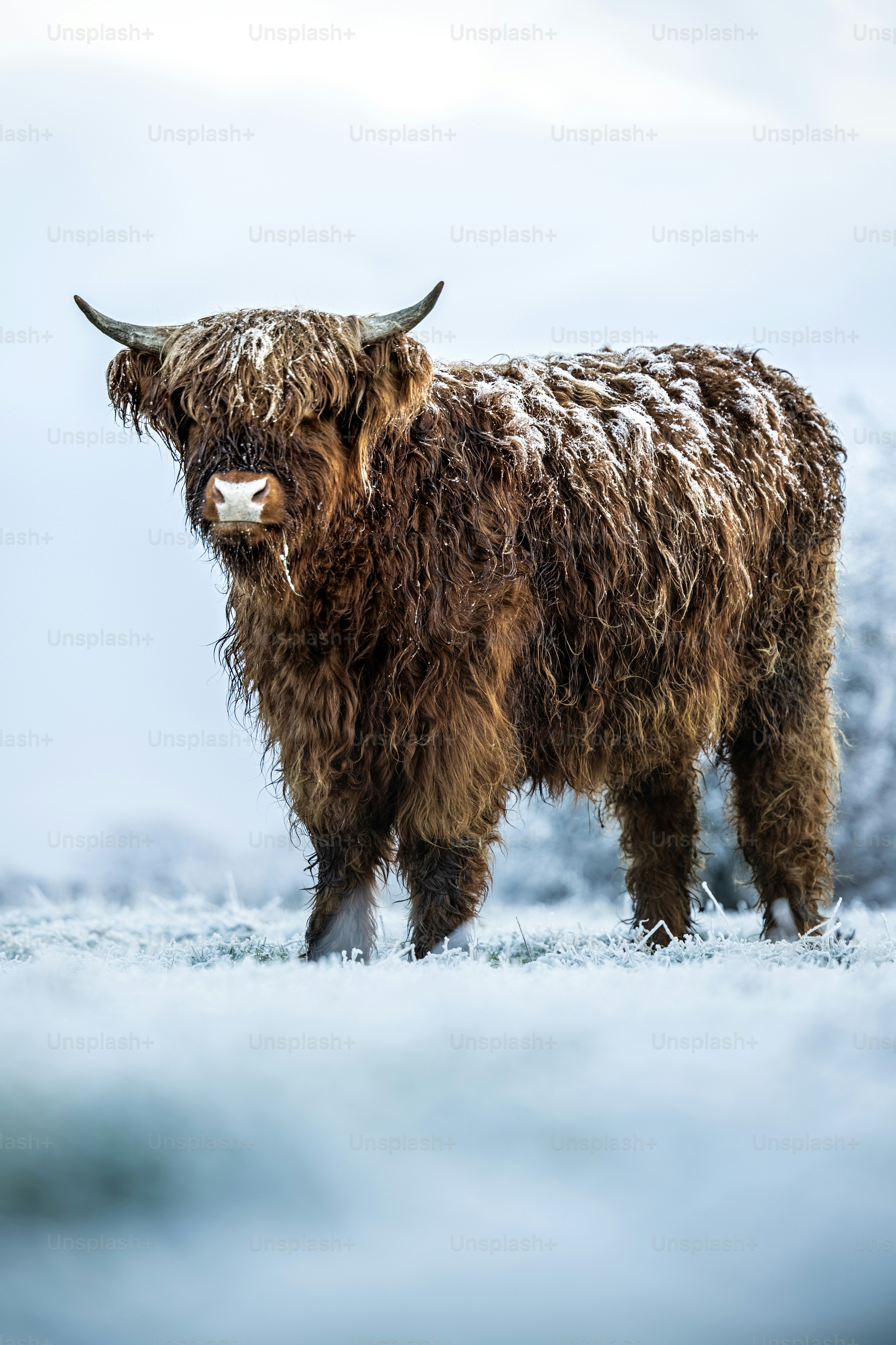 Animal Snow Pictures | Download Free Images on Unsplash