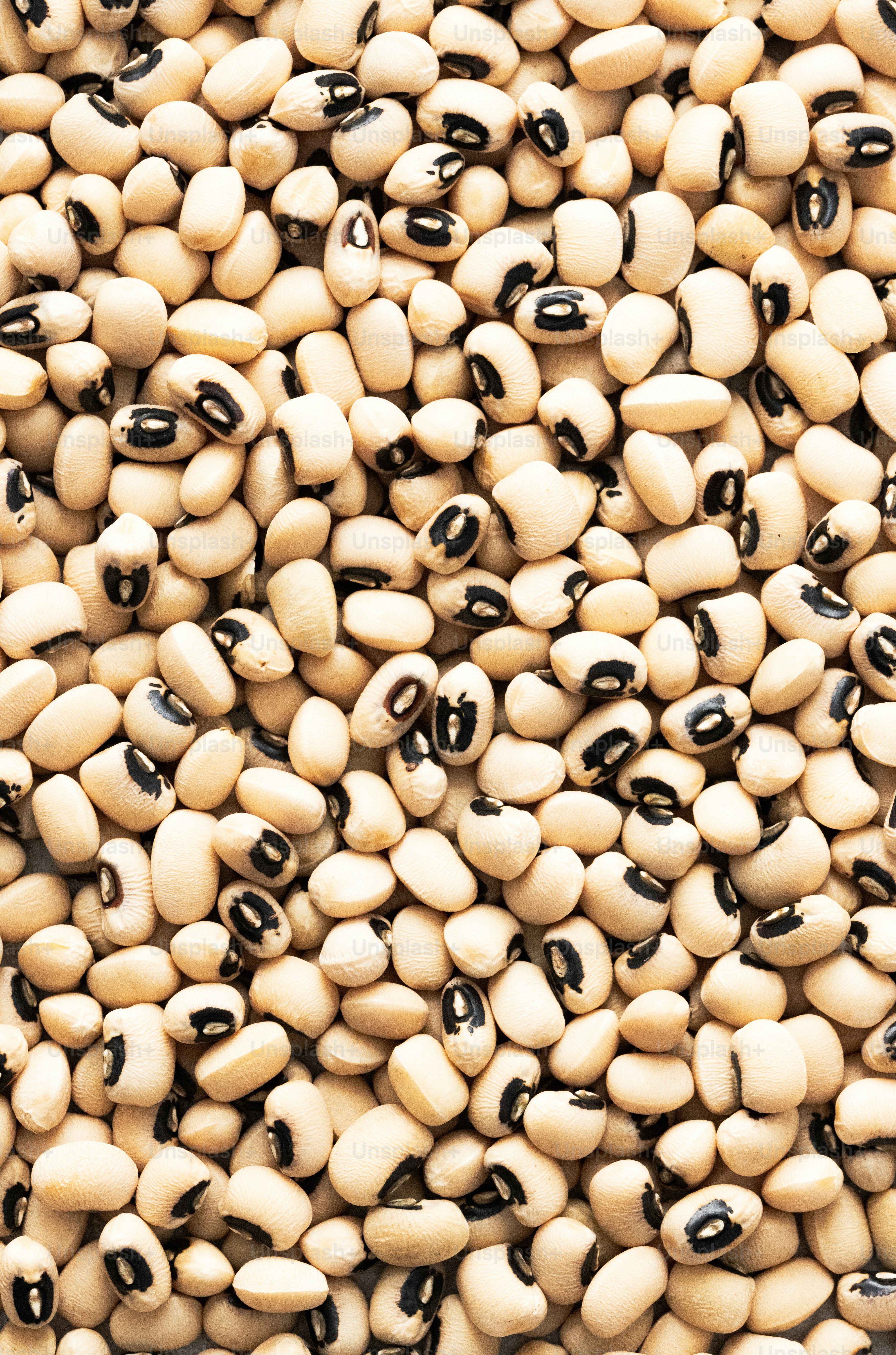 A close up of a bunch of black and white beans photo – Bean Image on ...