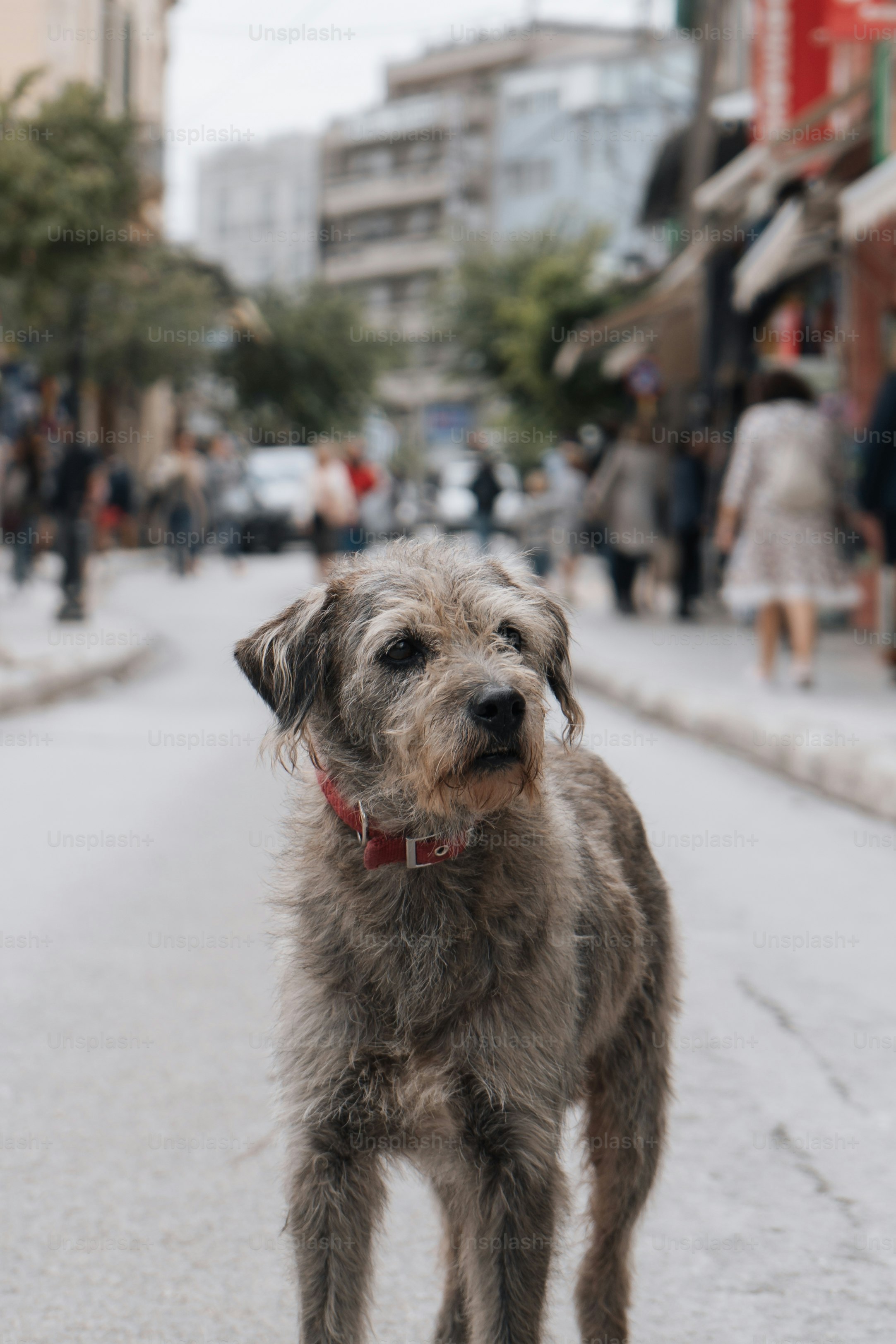550+ Street Dog Pictures | Download Free Images on Unsplash