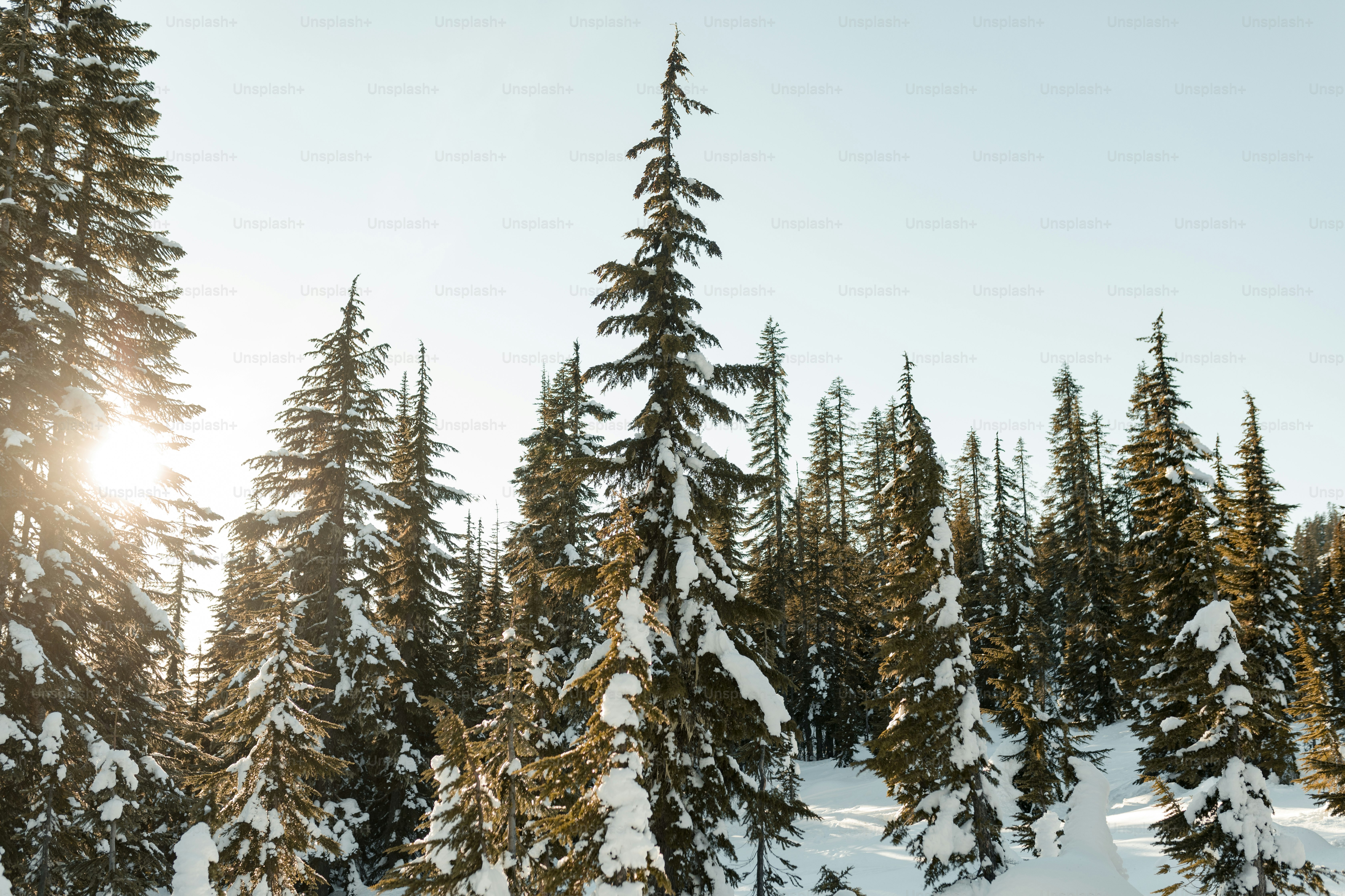 50,000+ Winter Wonderland Pictures | Download Free Images on Unsplash