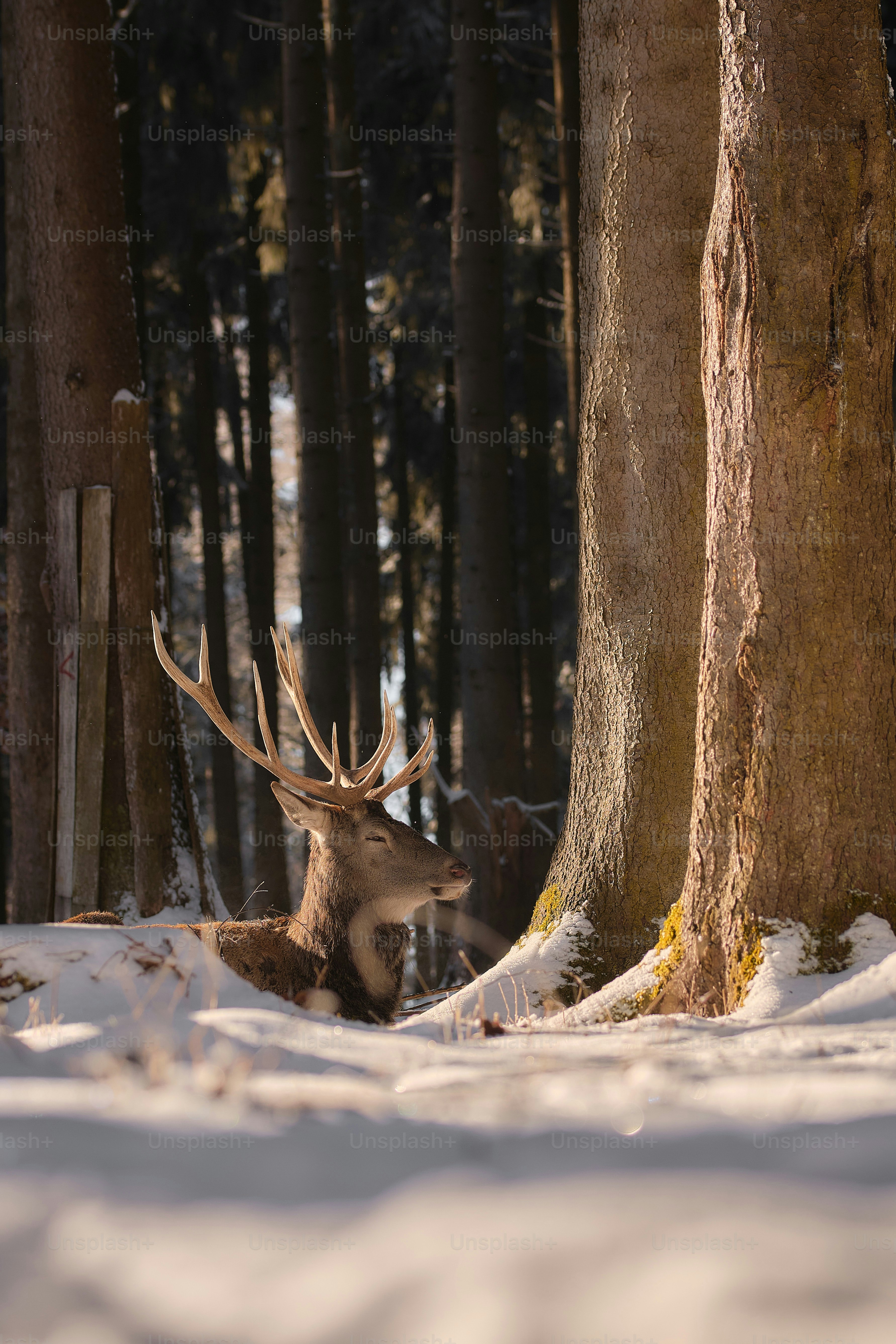 A deer laying in the snow between two trees photo – Deer Image on Unsplash