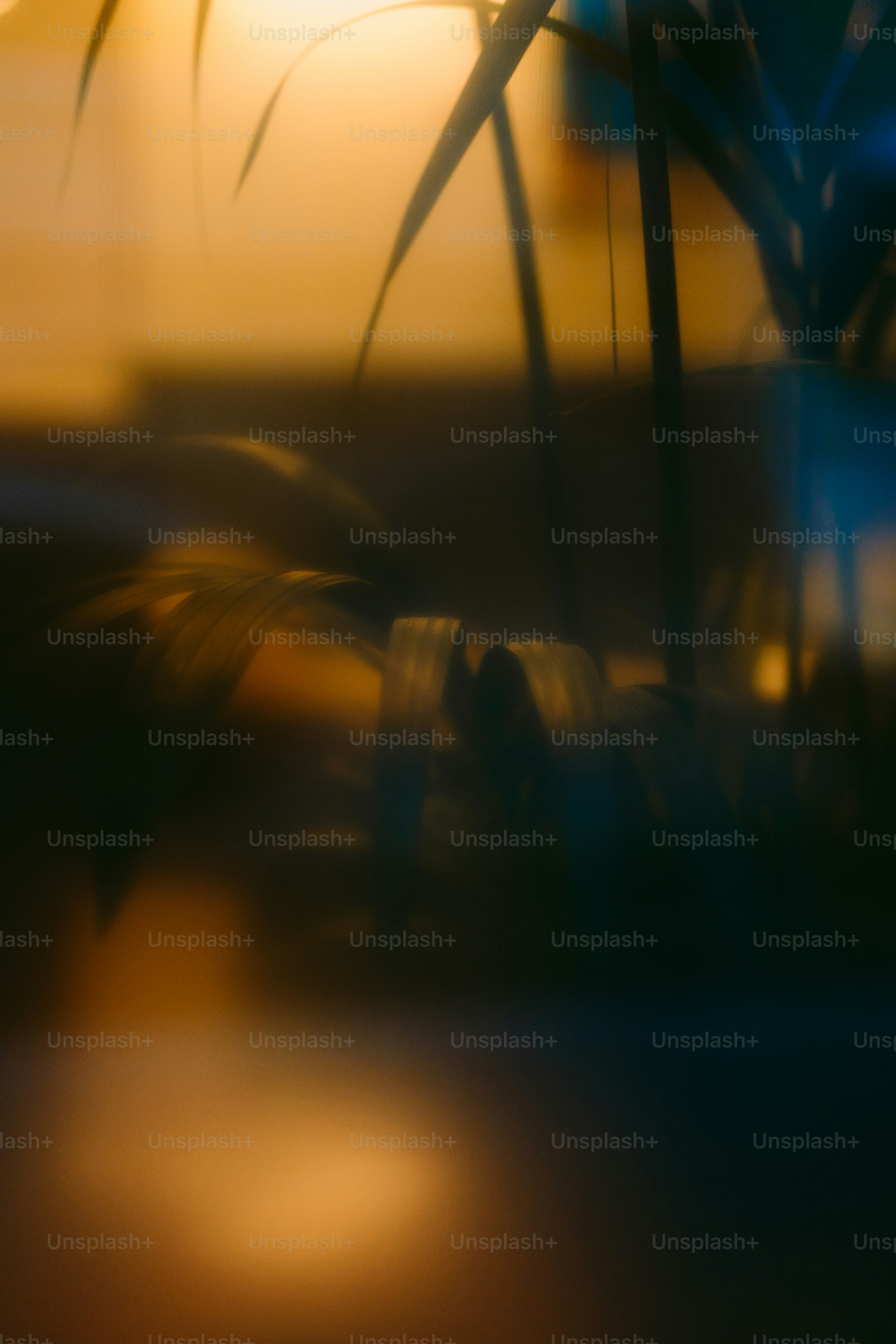 A blurry photo of a plant with a blurry background photo – Wallpapers ...