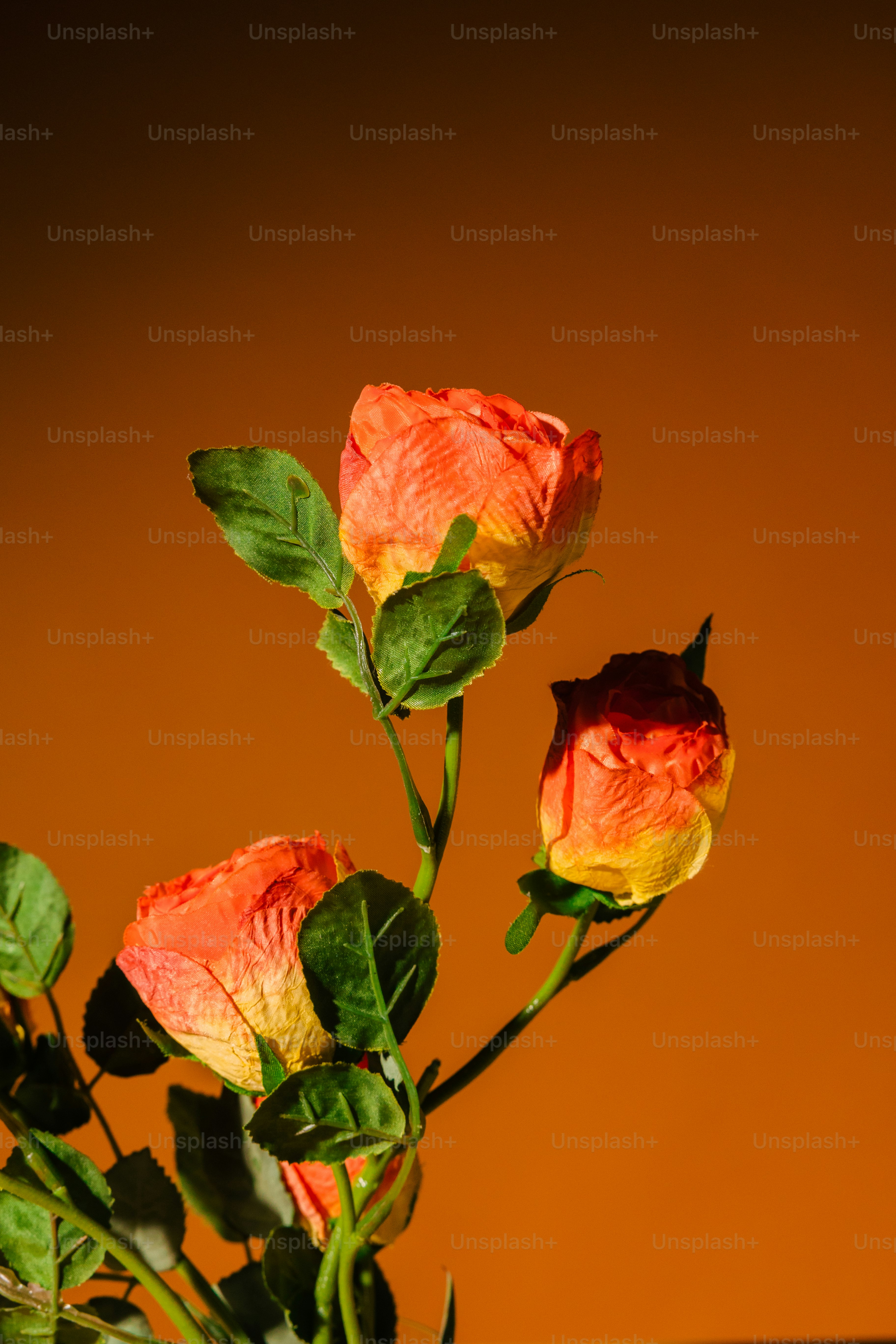 A close up of three roses in a vase photo – Rose flower background ...