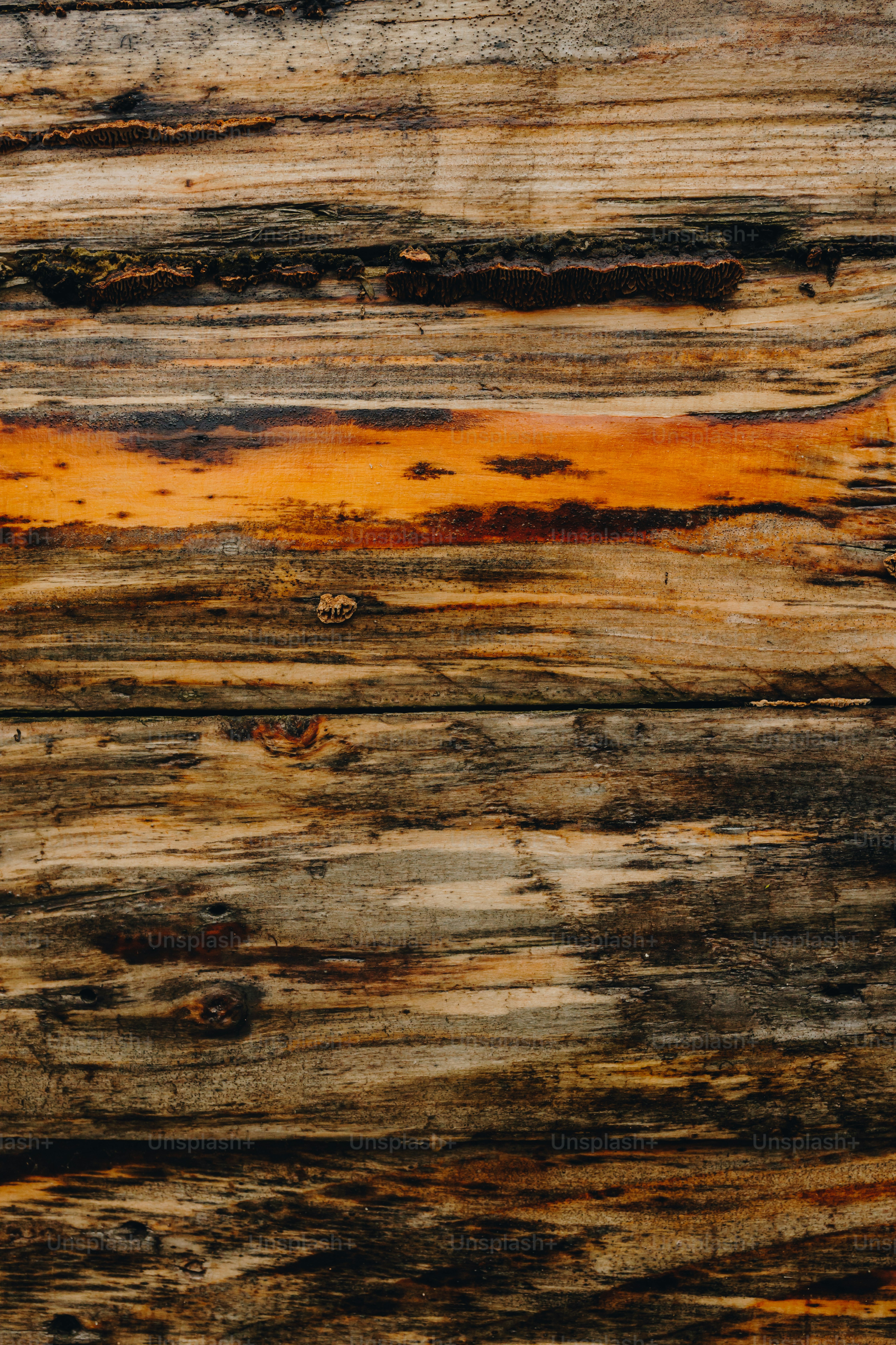 Gros plan d’un morceau de bois photo – Holz Photo sur Unsplash