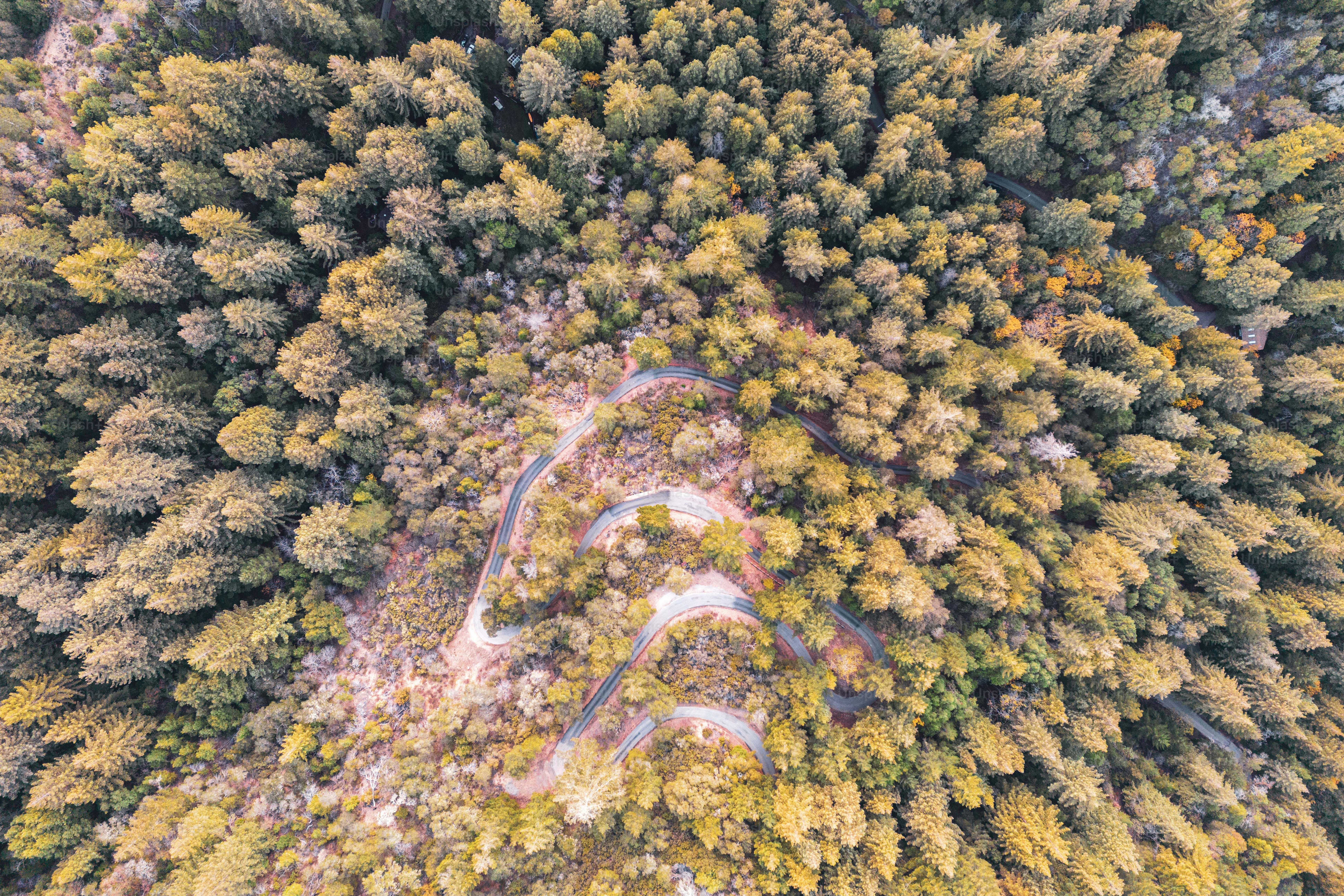 An aerial view of a road surrounded by trees photo – Nature Image on ...