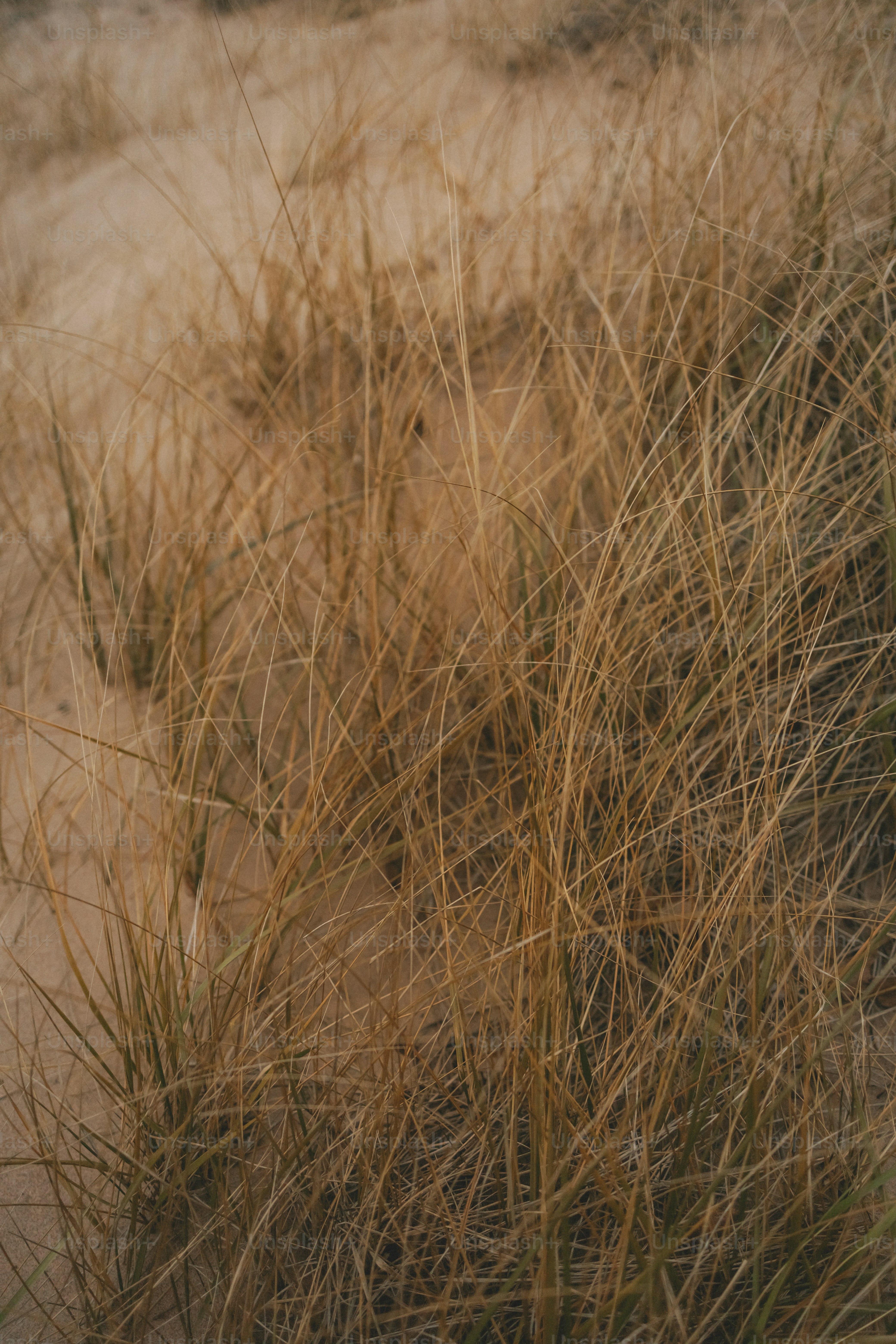 Tall Grass Texture