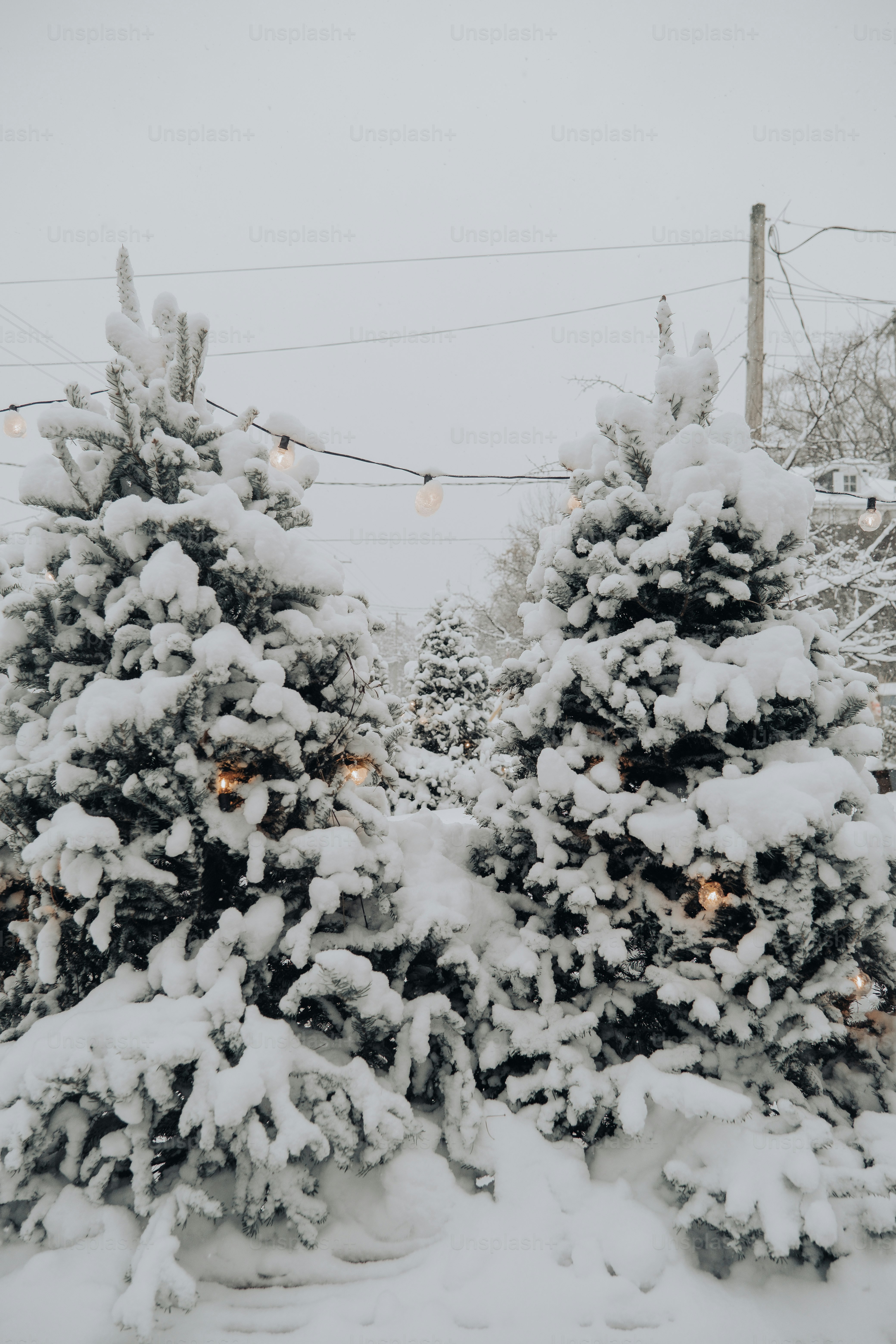 Christmas Snow Pictures | Download Free Images on Unsplash
