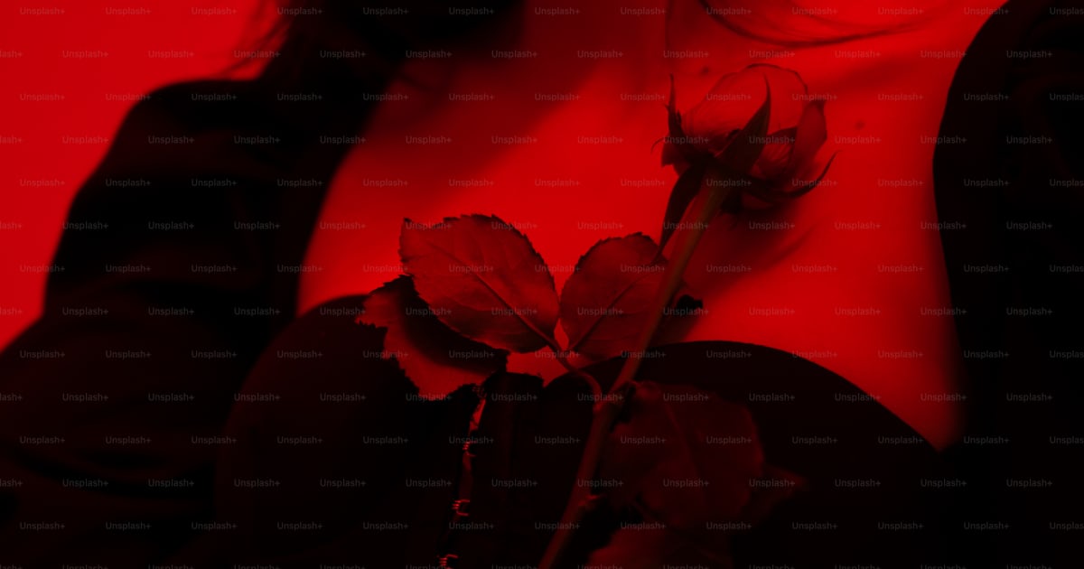 그녀의 손에 장미와 여자 사진 Unsplash의 장미 이미지