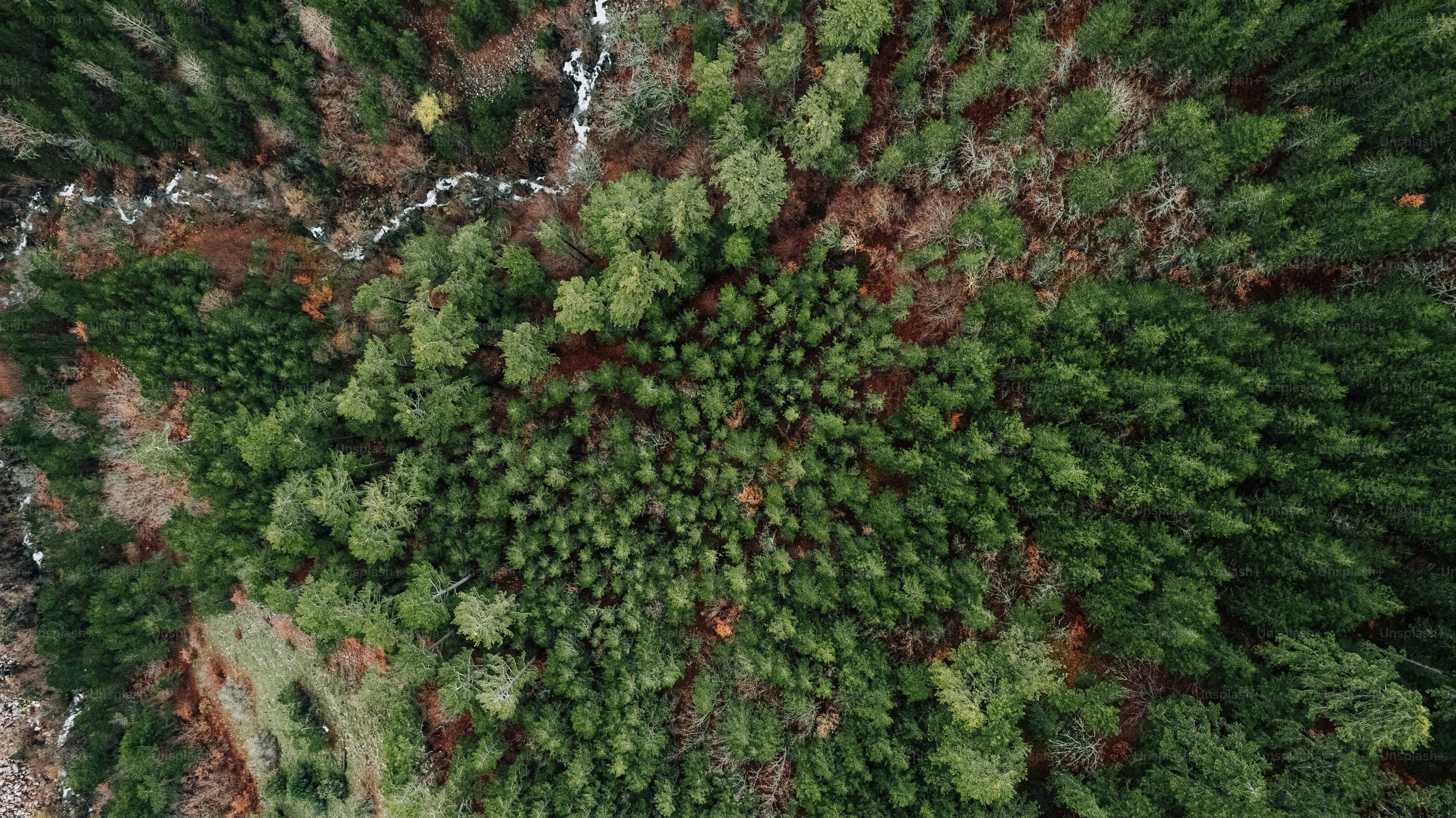 An aerial view of a forest with lots of trees photo – View from above ...