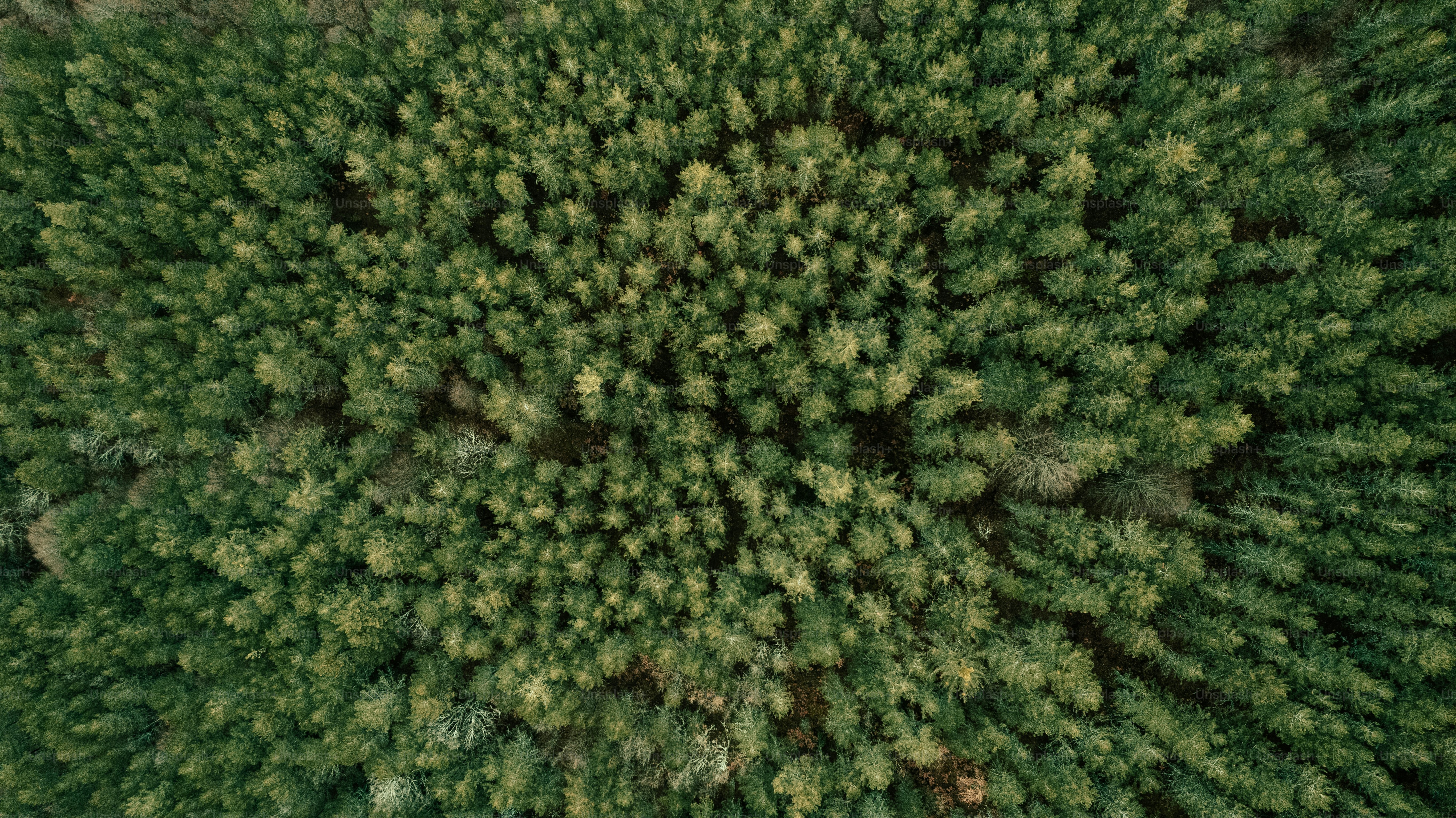 An aerial view of a forest with lots of trees photo – View from above ...