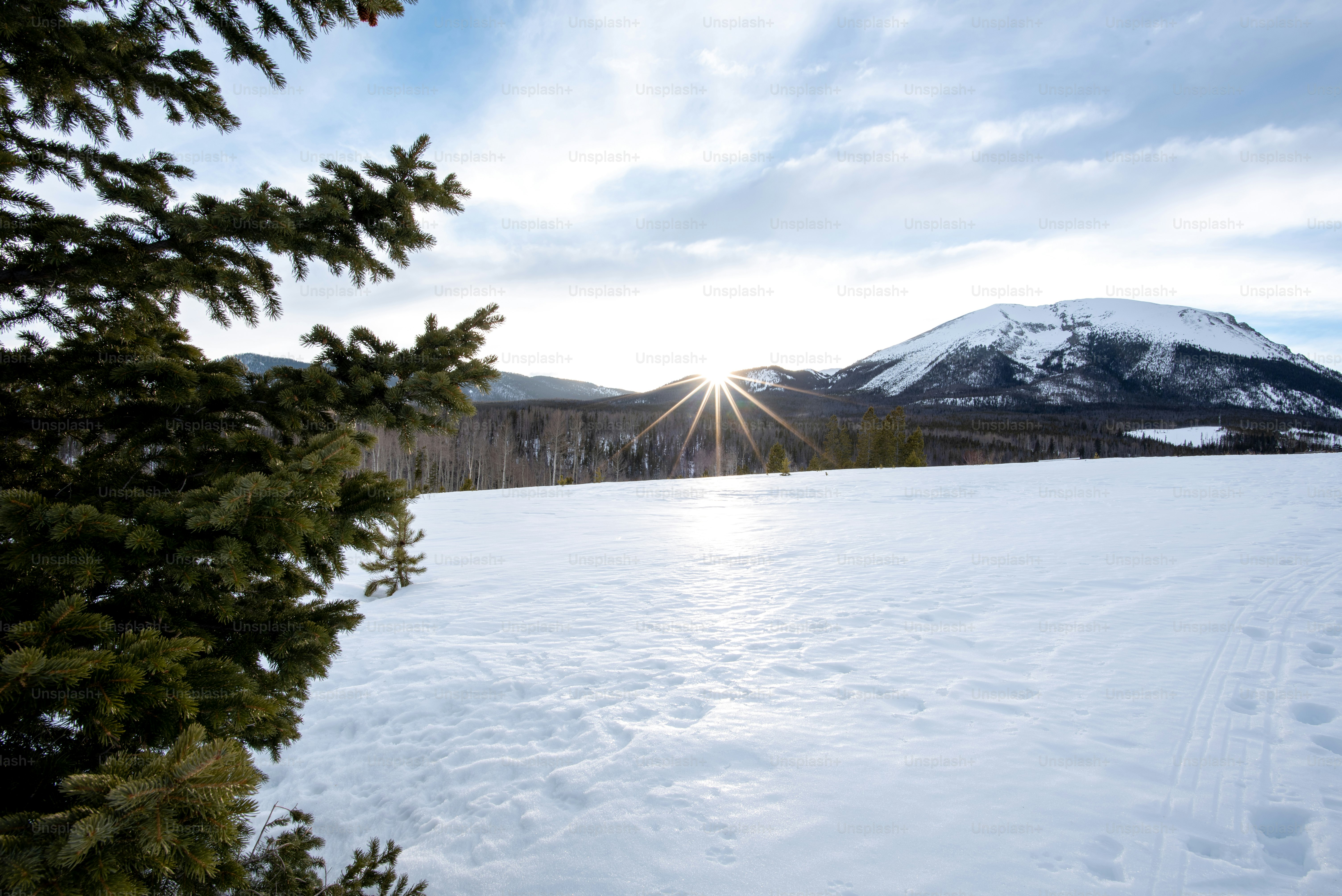 The sun shines brightly through the trees in the snow photo – Frozen ...