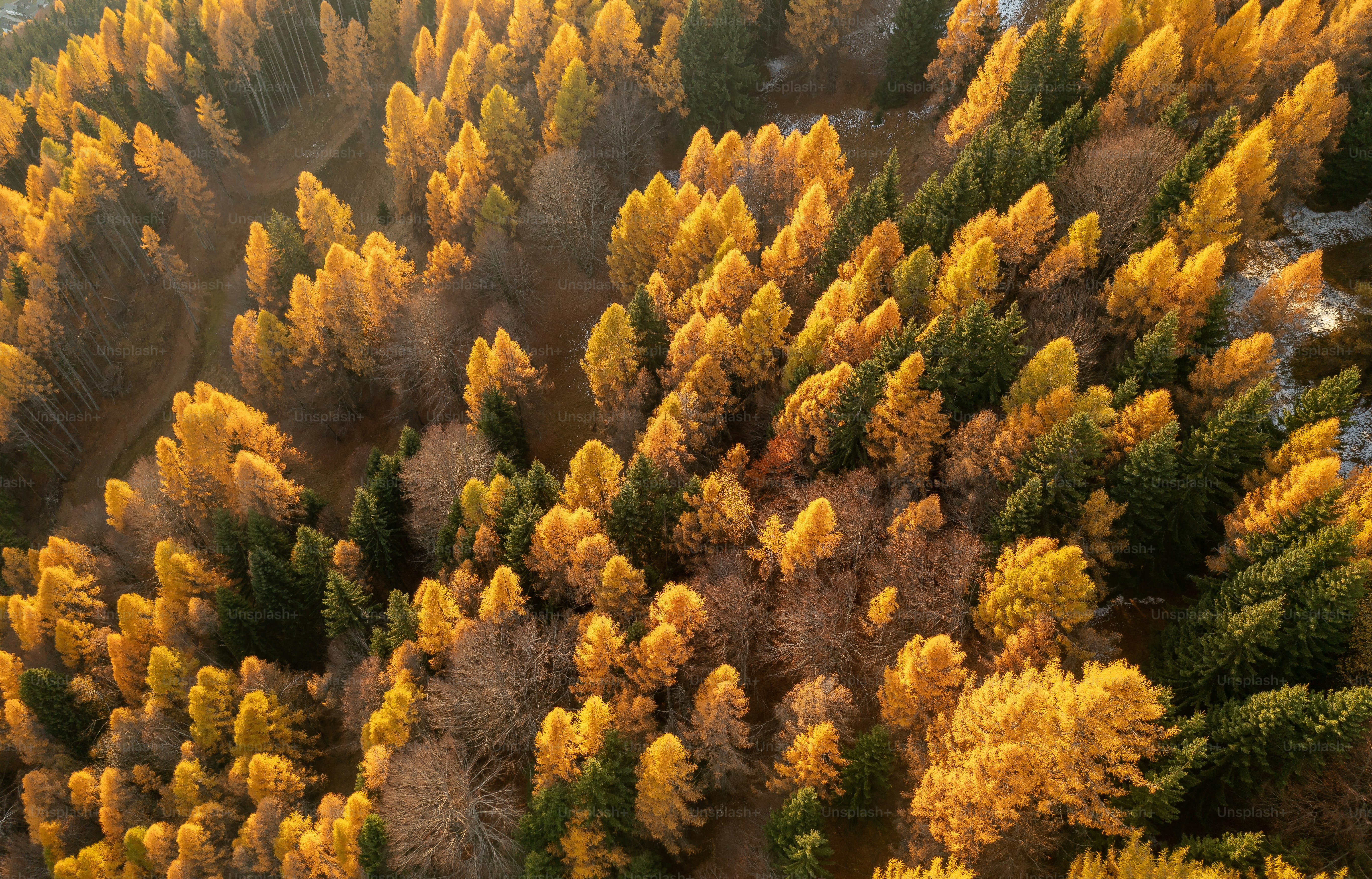 Foto Una vista aérea de un bosque con muchos árboles – Paisaje Imagen ...