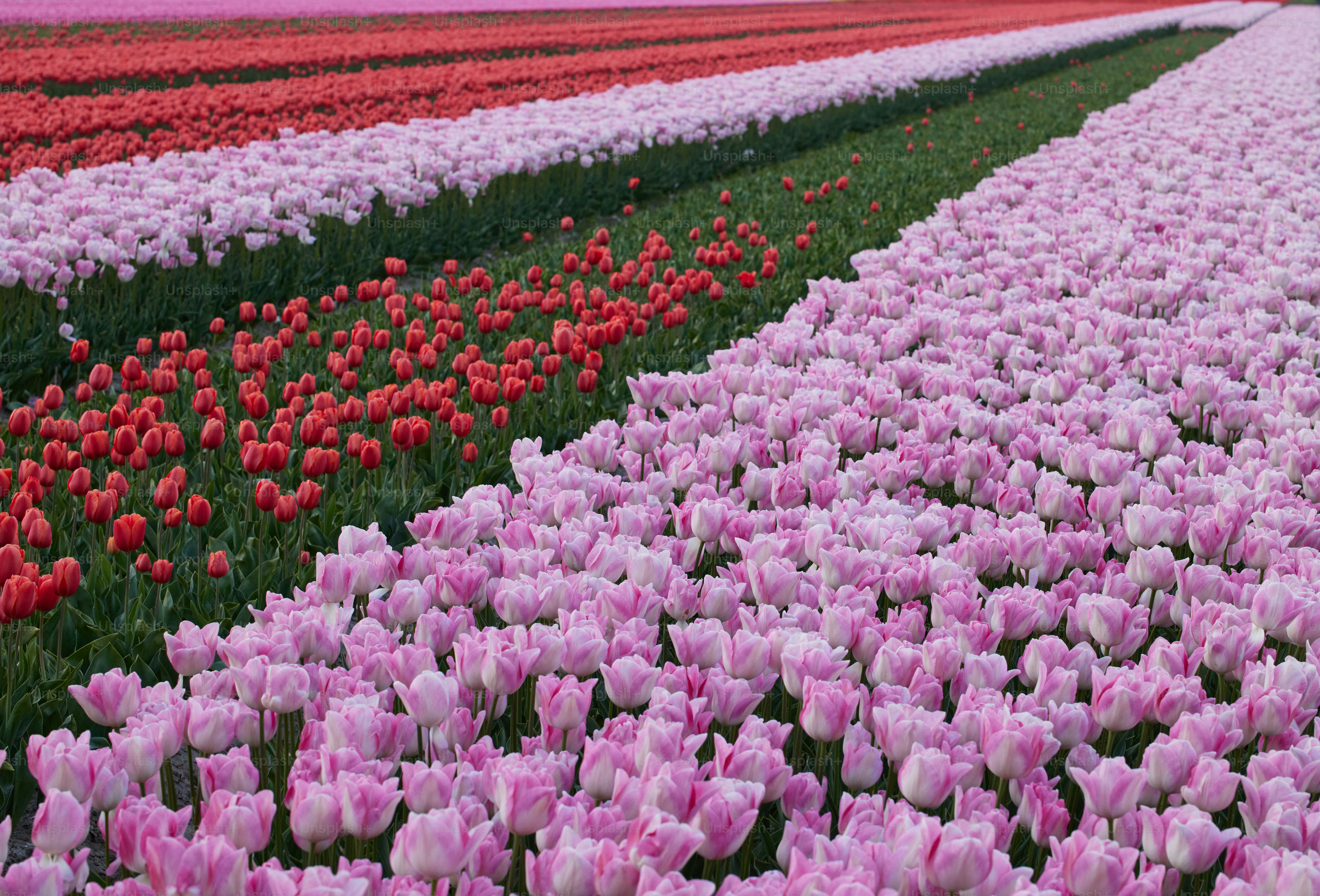 A field of tulips and other flowers in bloom photo – Flower pink Image ...