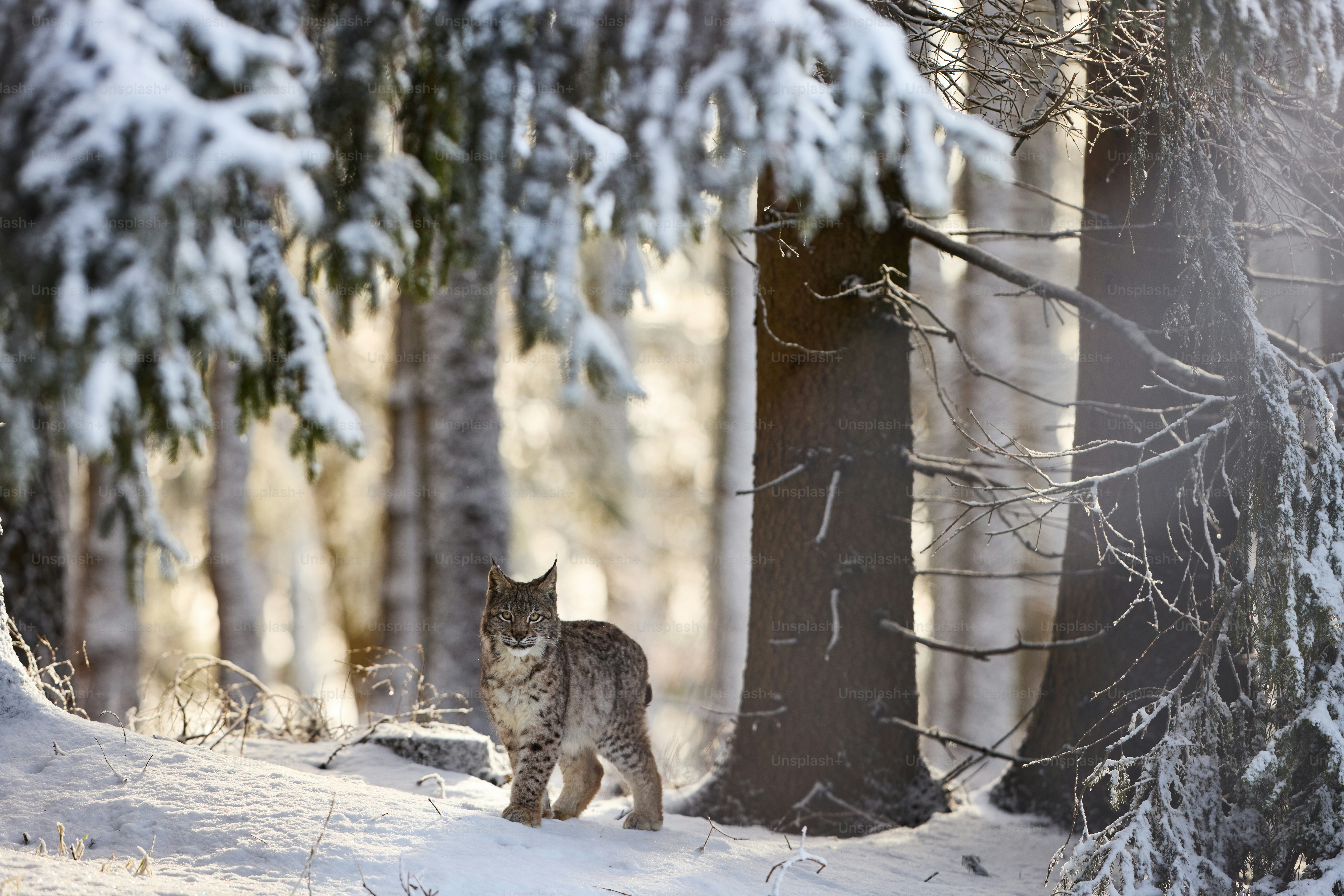A cat walking through a snow covered forest photo – Cat Image on Unsplash