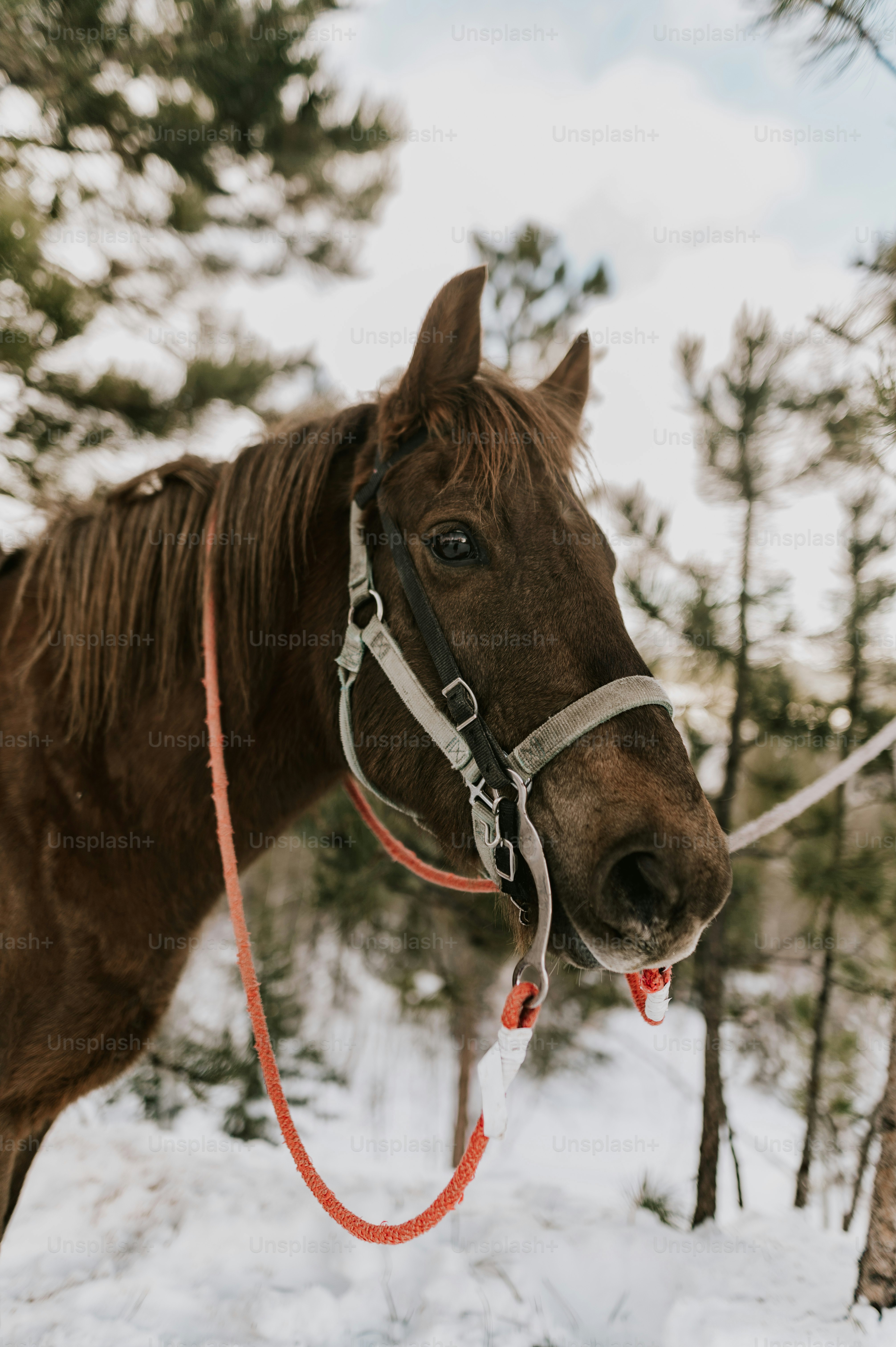 Un cheval brun debout au sommet d’un champ enneigé photo – Cheval Photo ...