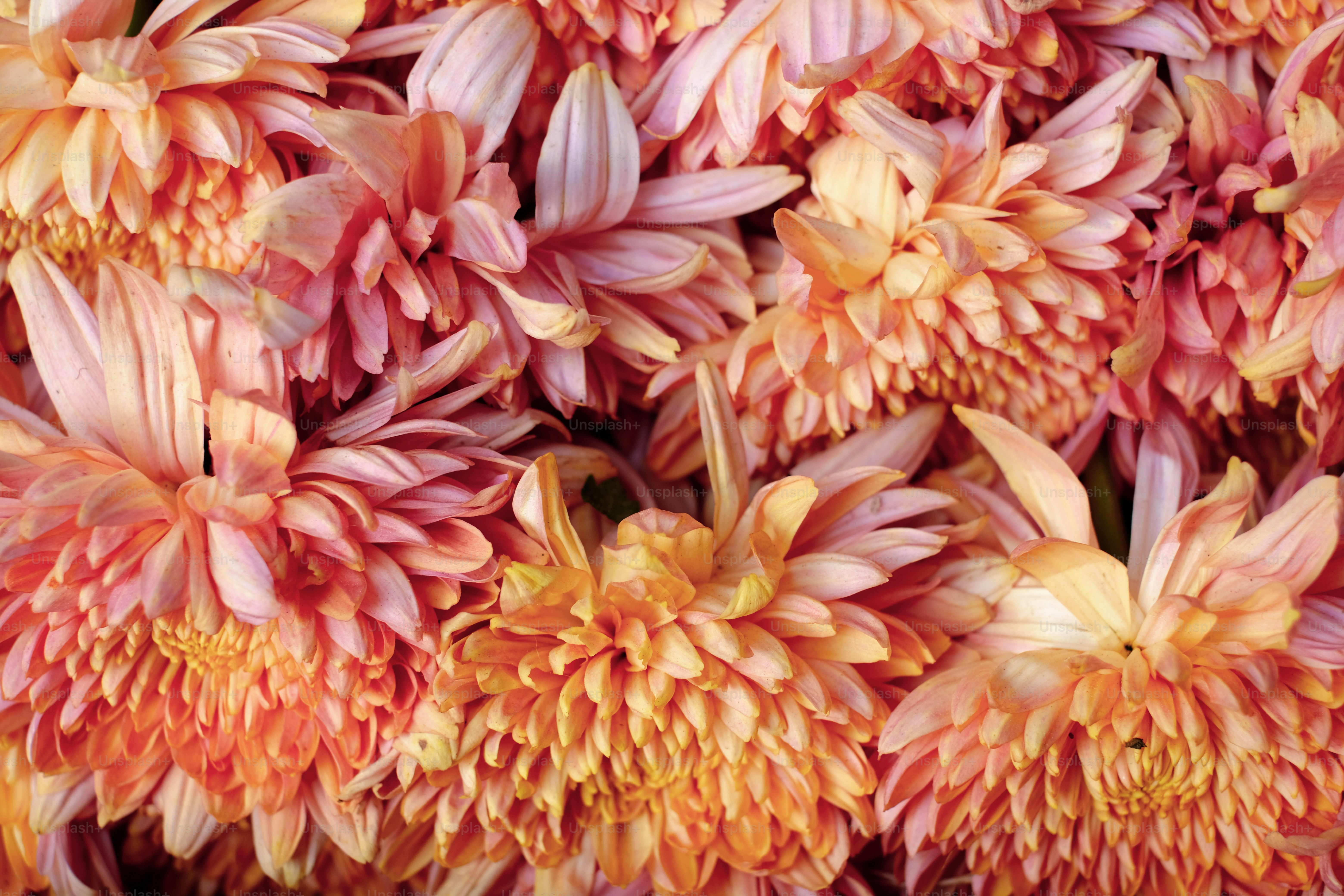 A close up of a bunch of flowers photo – Pink Image on Unsplash