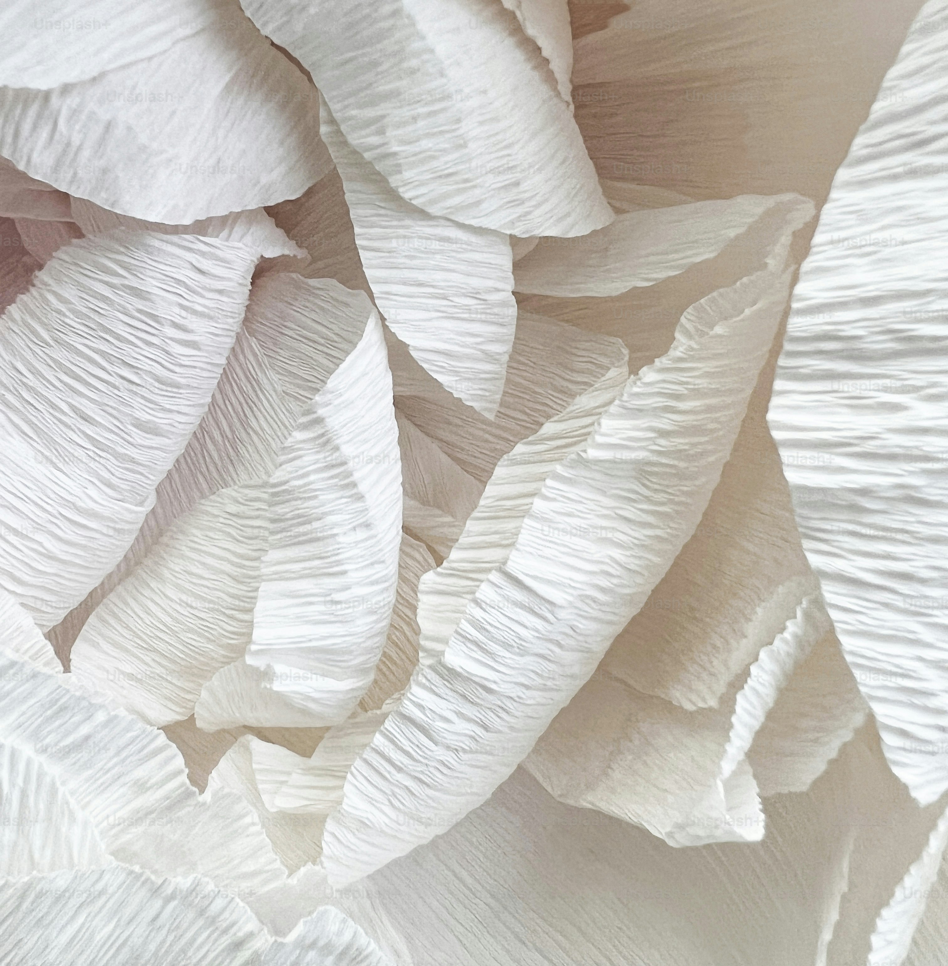 A close up view of a white flower photo – Texture Image on Unsplash