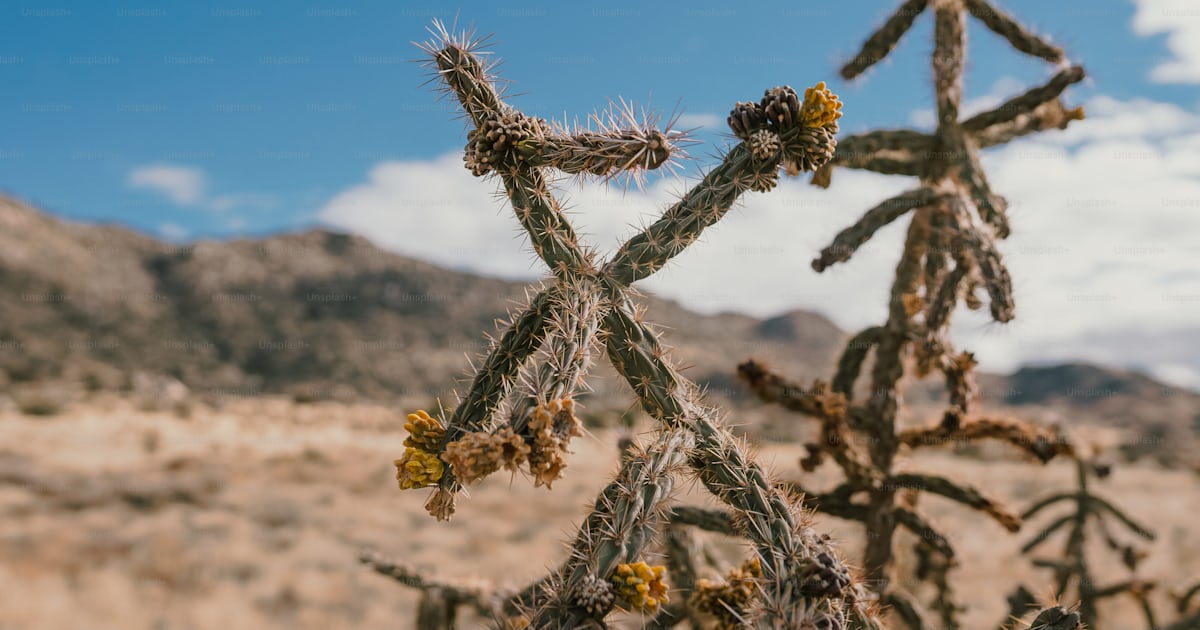 山を背景に砂漠のサボテン植物の写真 砂漠の植物 Unsplashの写真