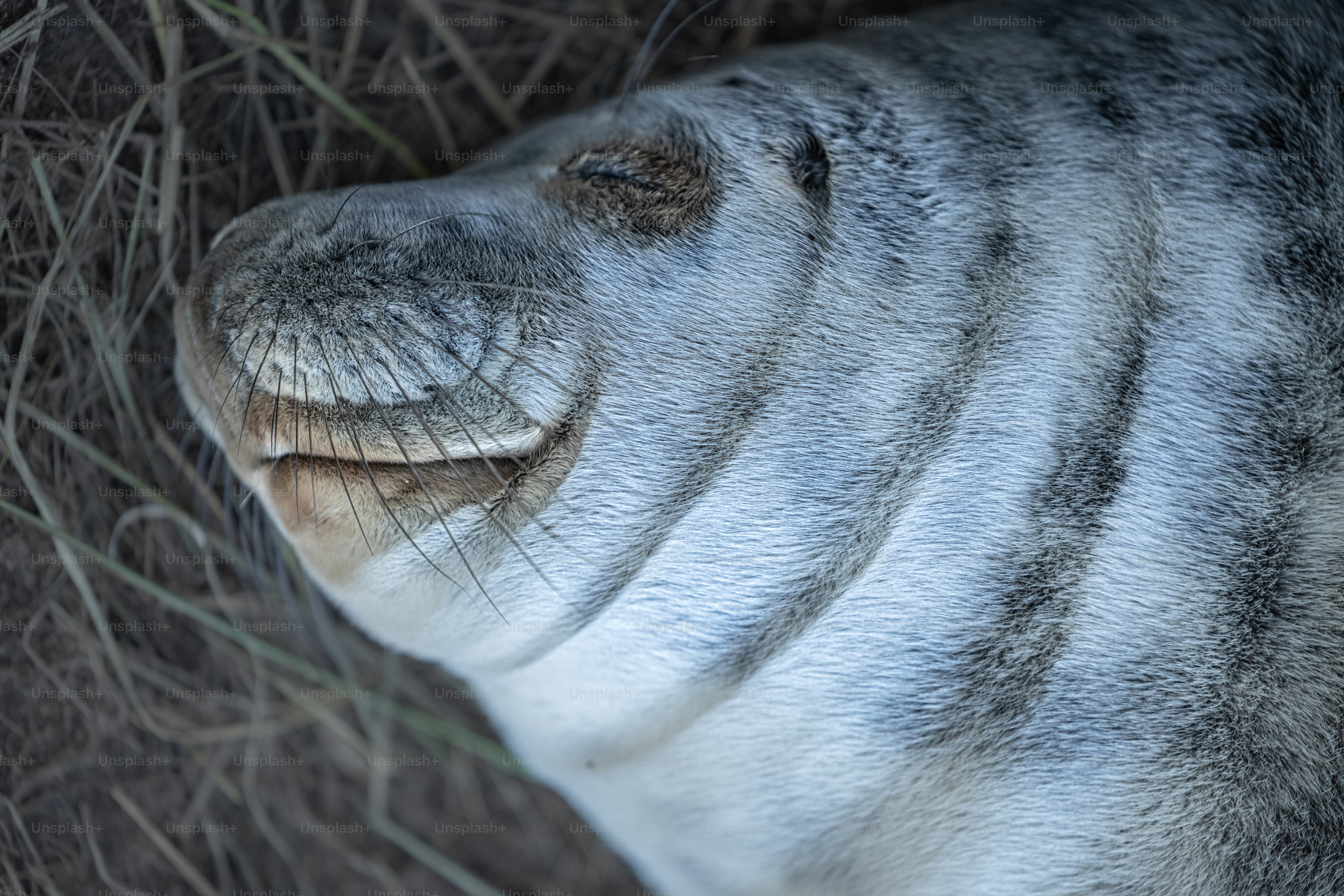 A close up of a seal laying on the ground photo – Wallpapers Image on ...
