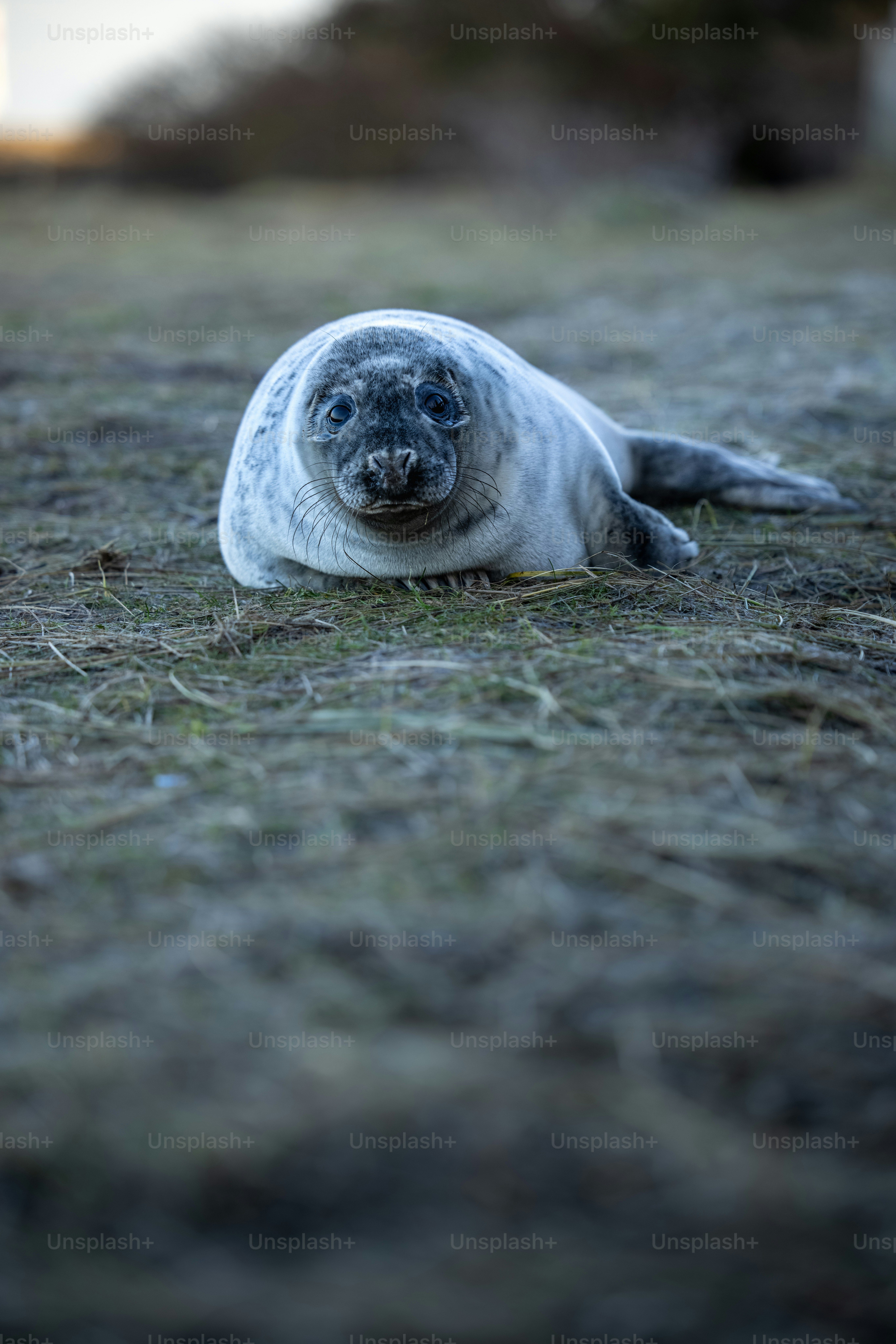 Una foca gris tendida en la parte superior de un campo cubierto de ...
