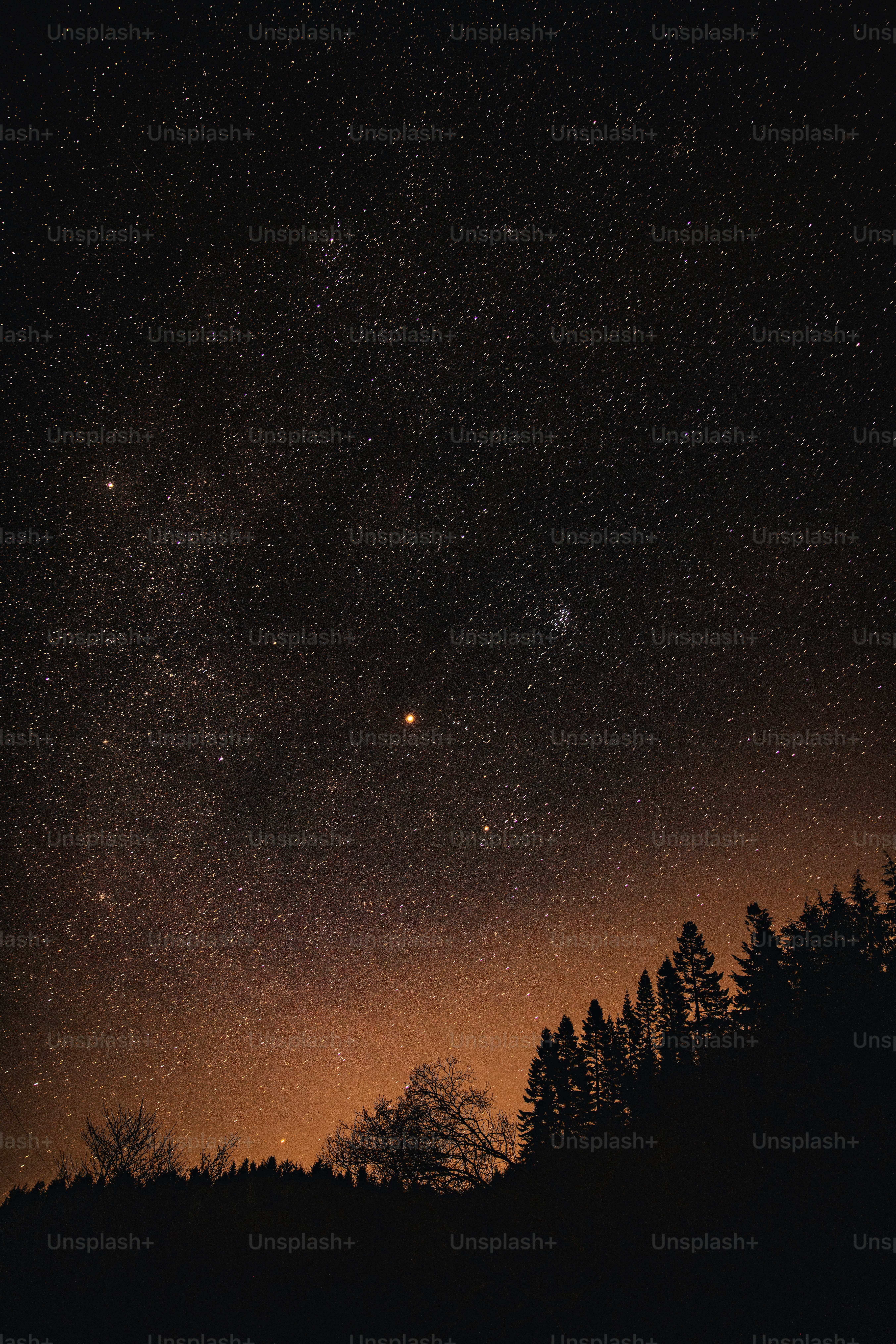 The night sky with stars and trees in the foreground photo – Night sky ...