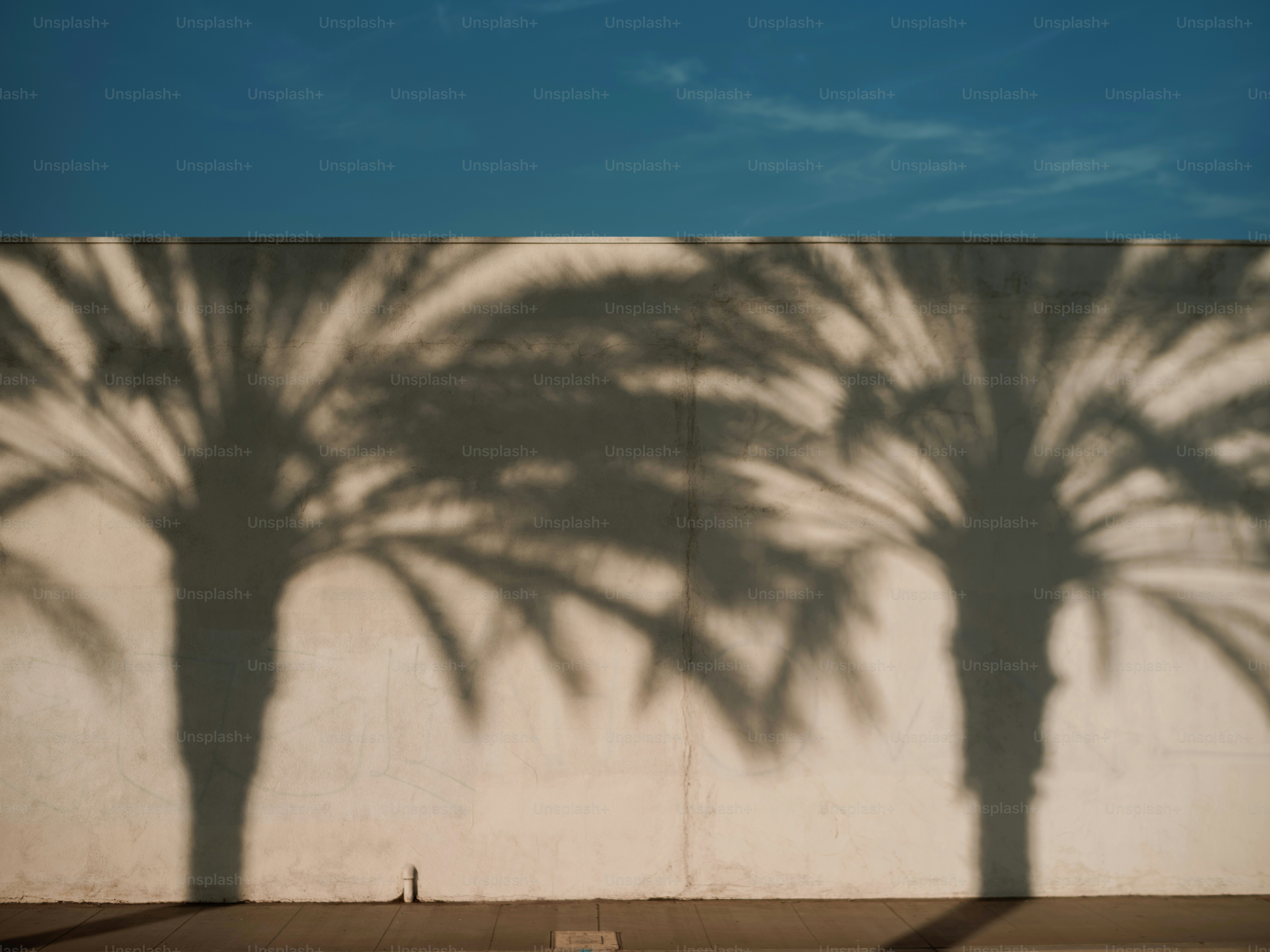 30k+ Palm Shadow Pictures | Download Free Images on Unsplash