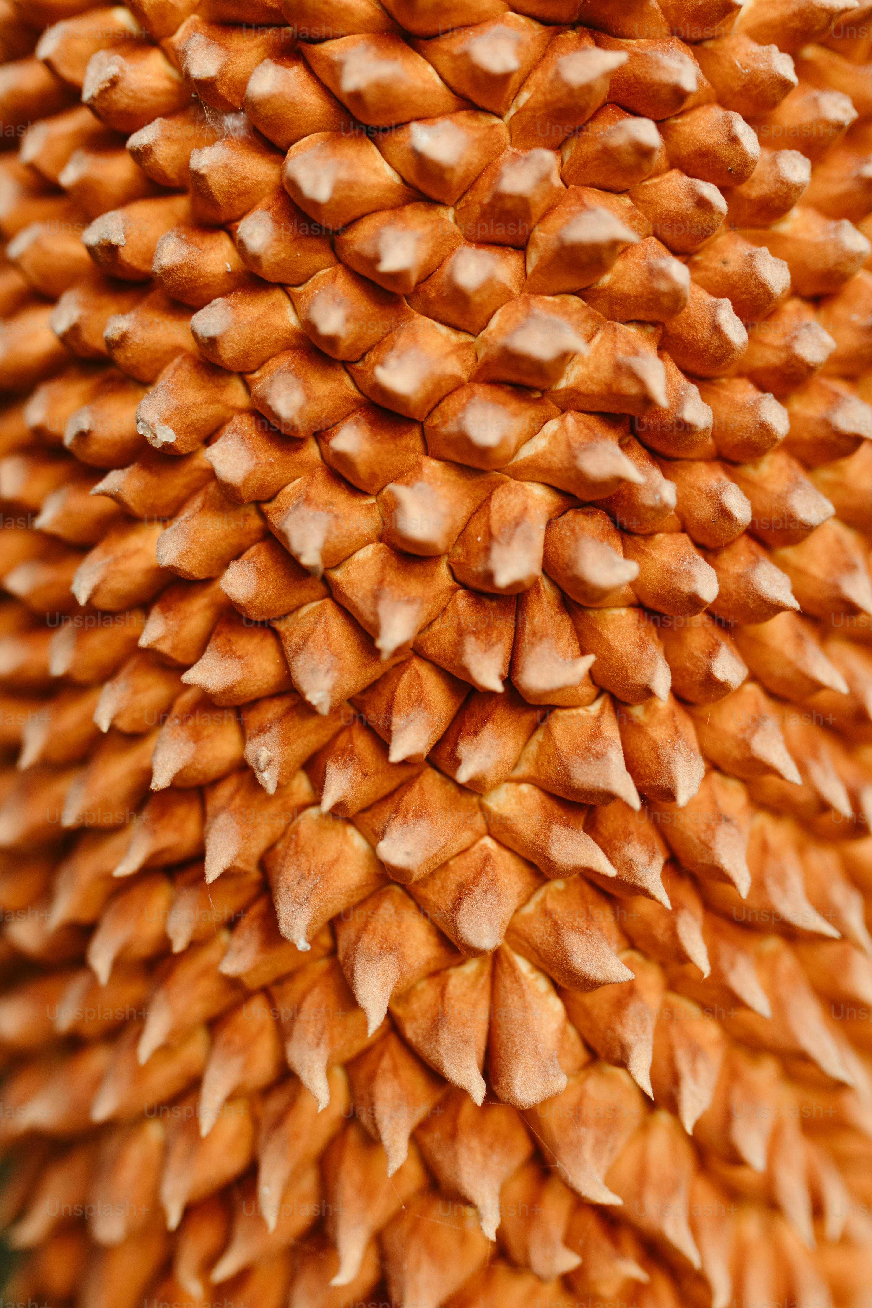 Imágenes de Picos De Hojas | Descarga imágenes gratuitas en Unsplash