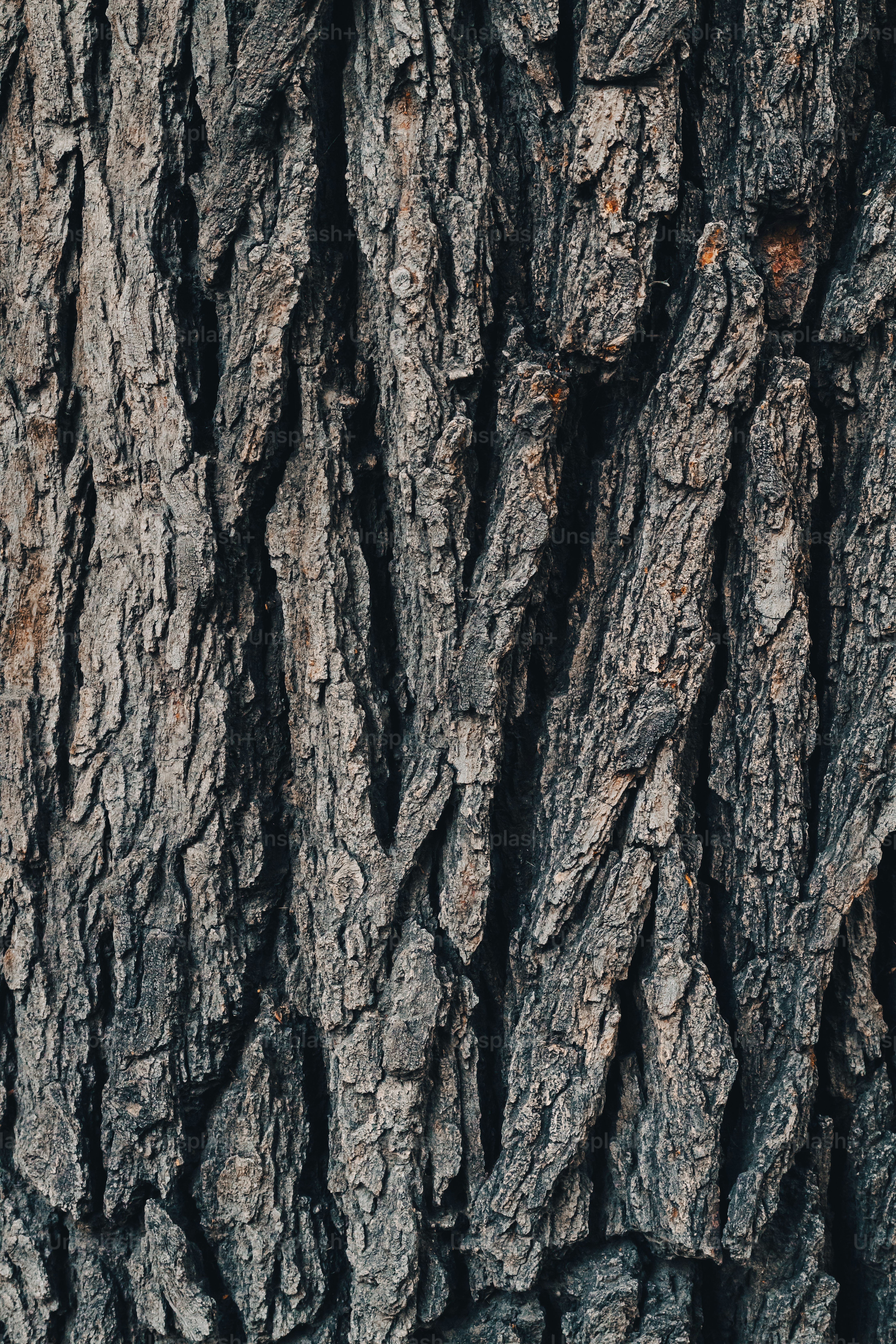 A close up of a wooden surface with knots photo – Background wood Image ...