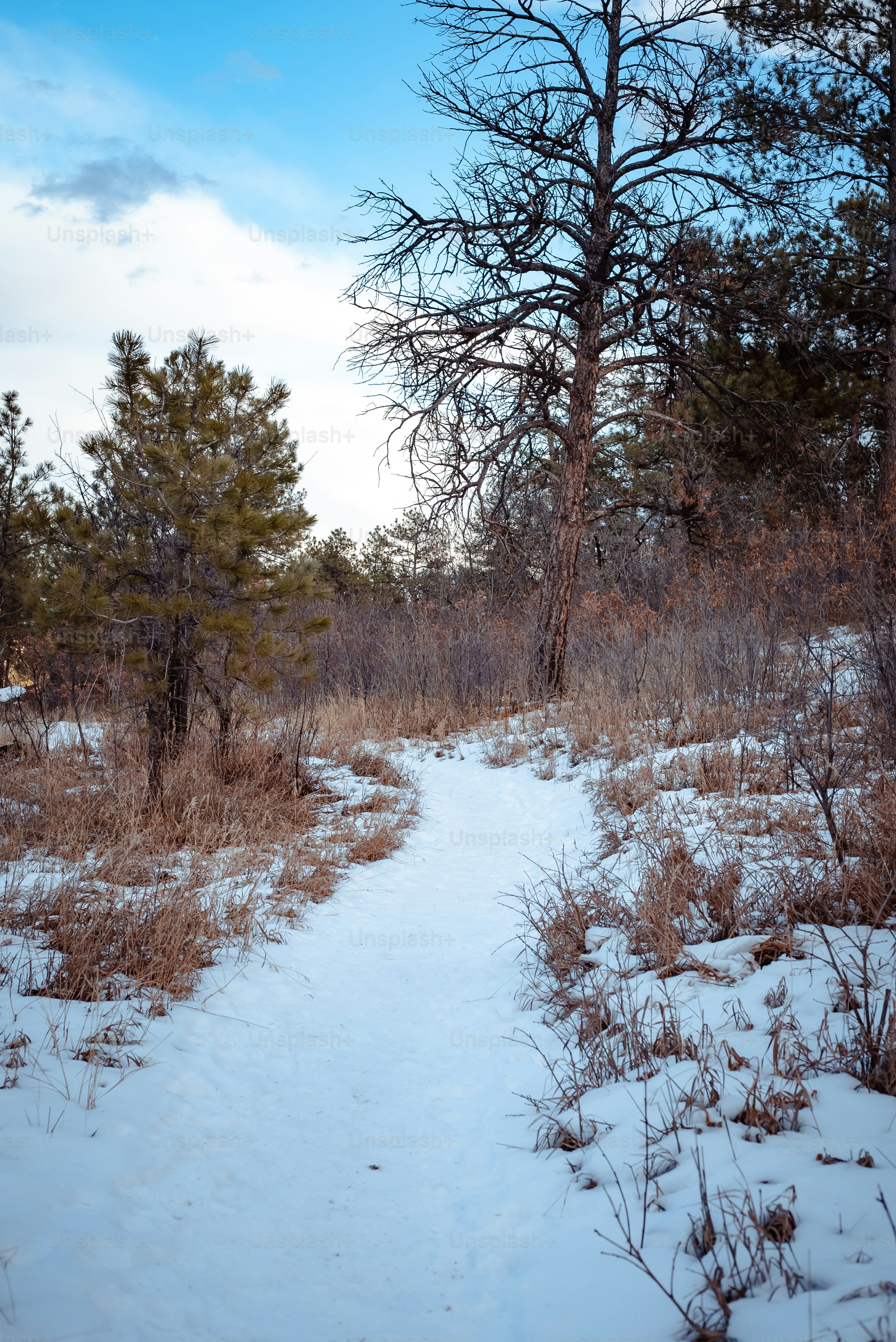 A snow covered path in a wooded area photo – Colorado springs Image on ...