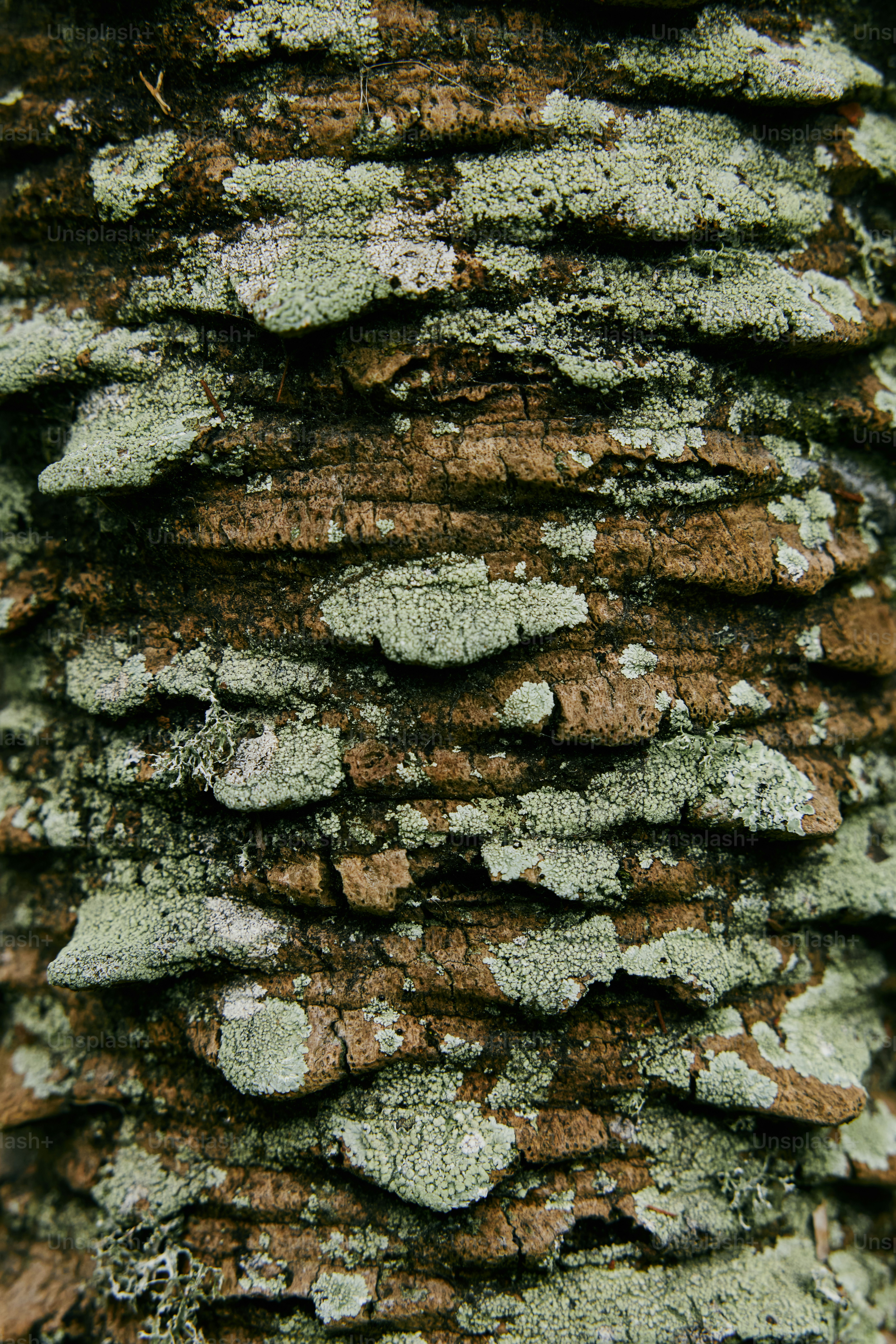 A close up of a tree trunk with moss growing on it photo – Tree Image ...