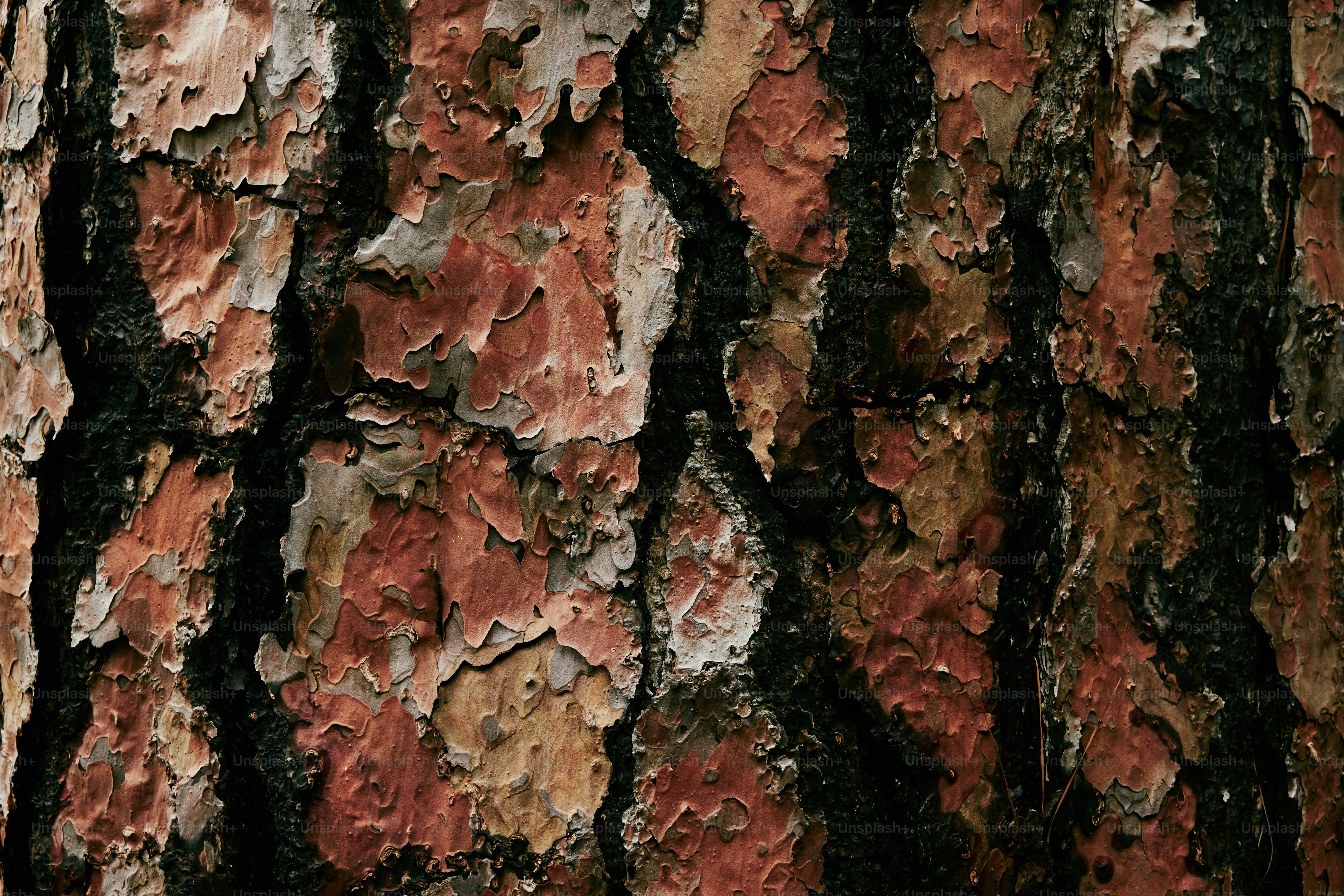 A close up of the bark of a tree photo – Bark Image on Unsplash