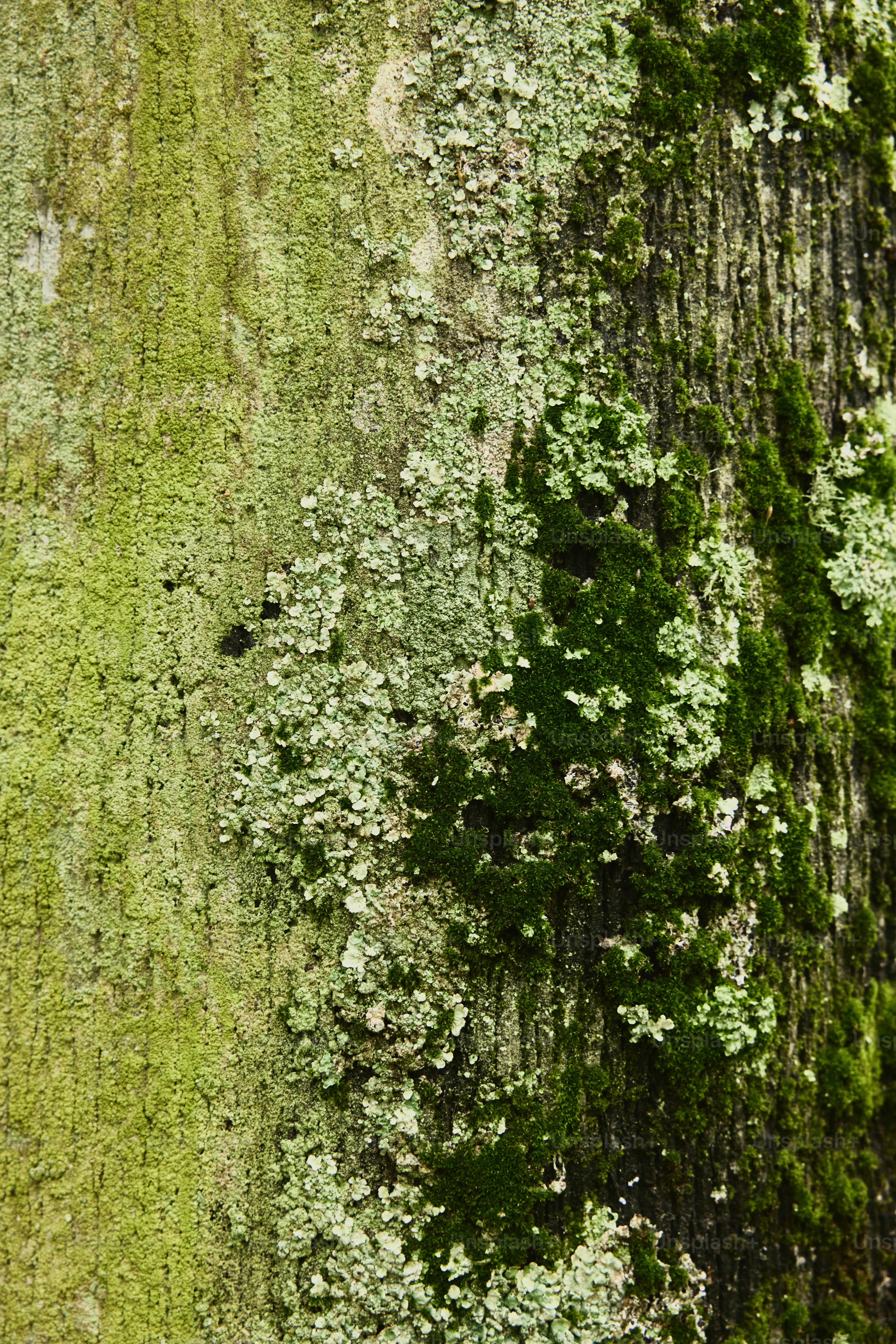 A close up of a moss covered tree trunk photo – Texture Image on Unsplash