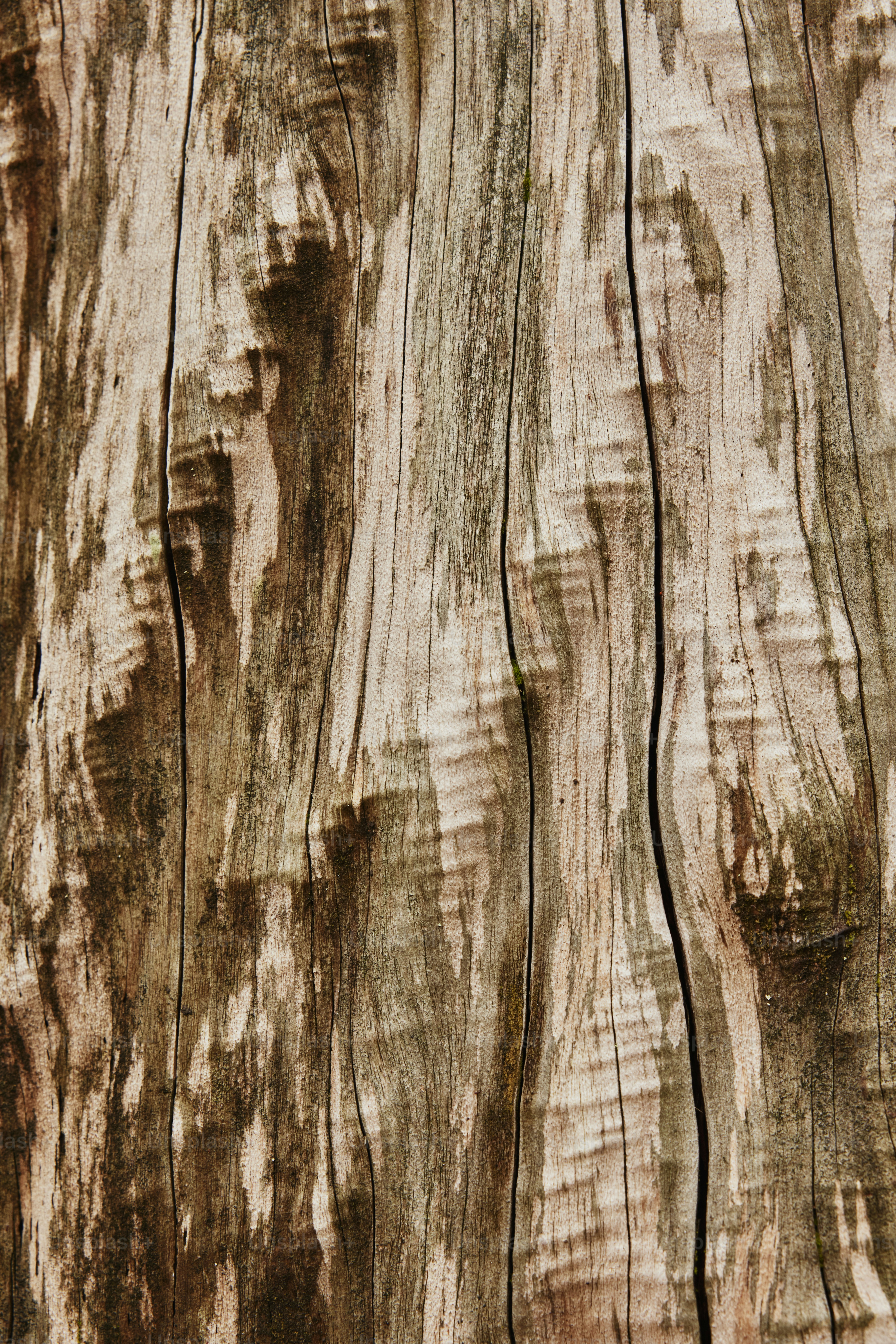 A close up of a tree trunk with woodgrain photo – Tree Image on Unsplash