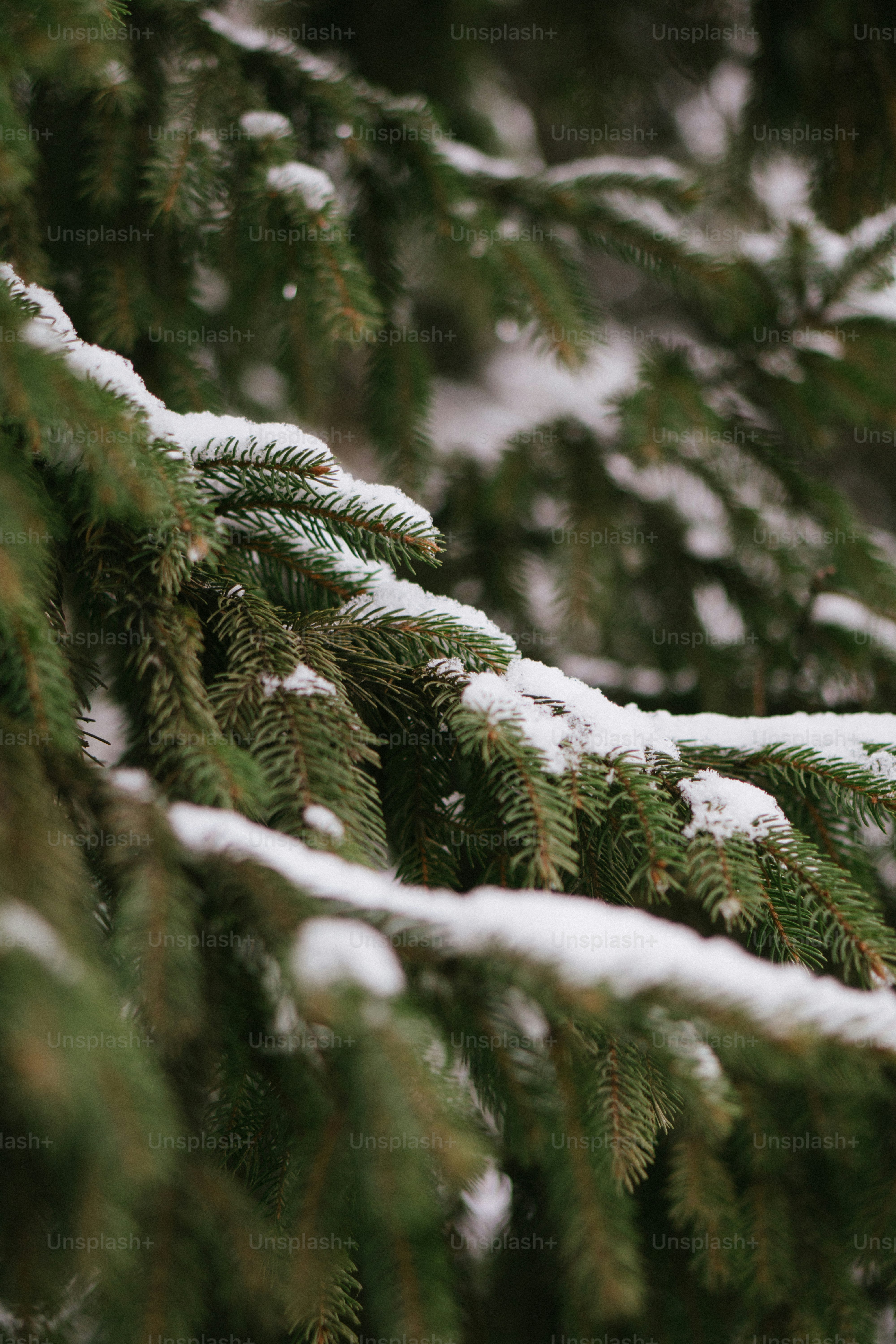 Fir Tree Pictures | Download Free Images on Unsplash