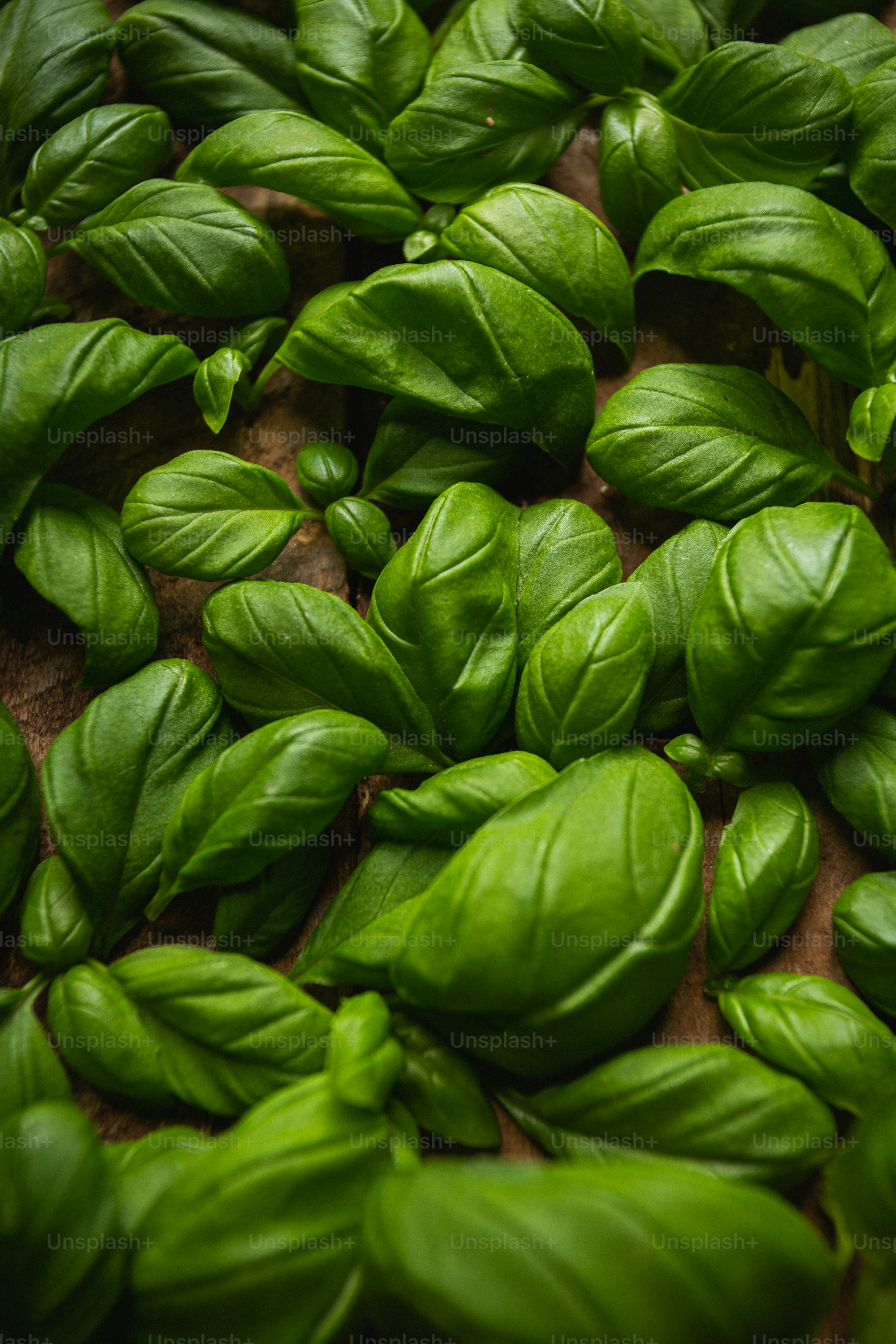 Basil Pictures | Download Free Images on Unsplash
