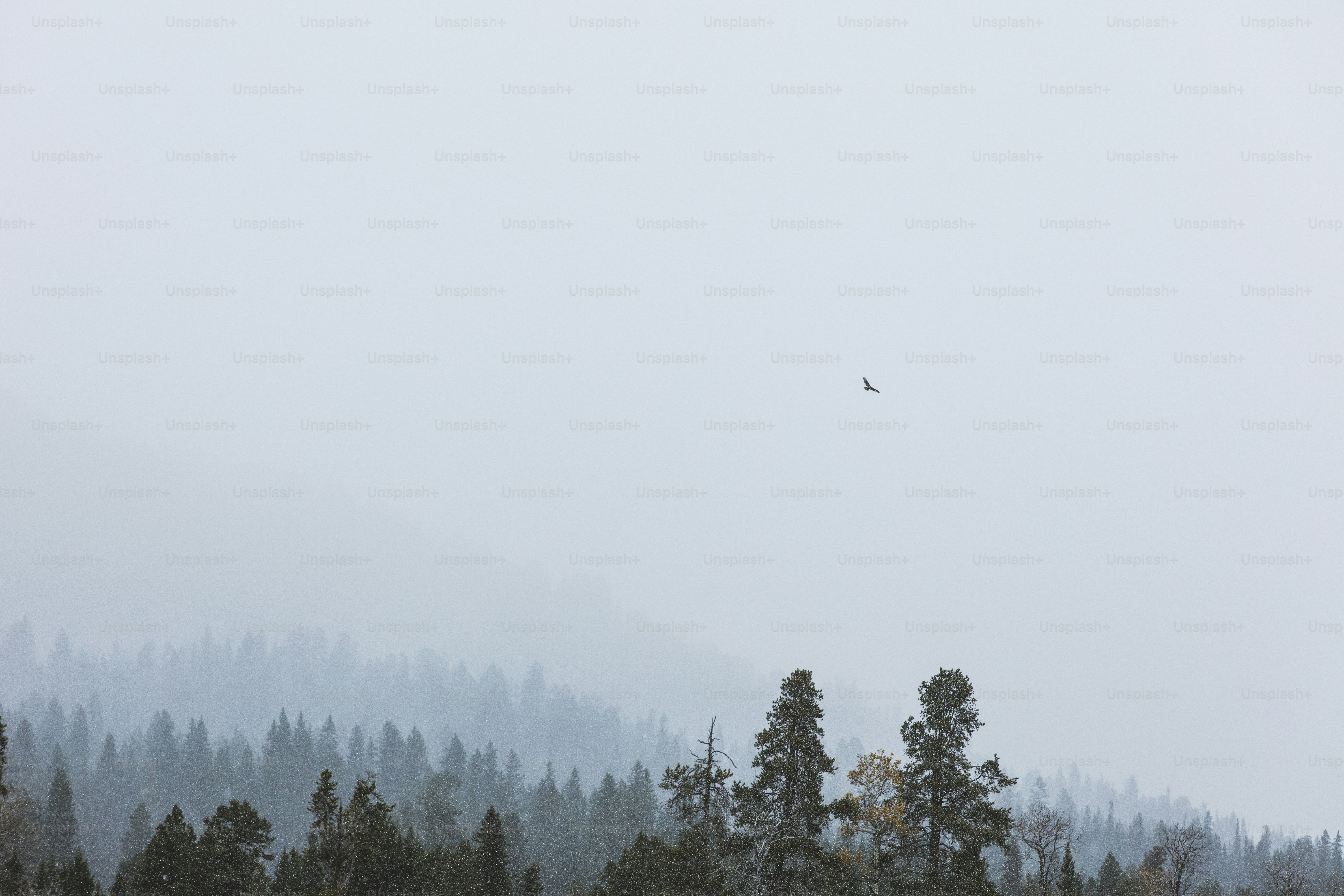 A bird flying over a forest on a foggy day photo – Yellowstone national ...