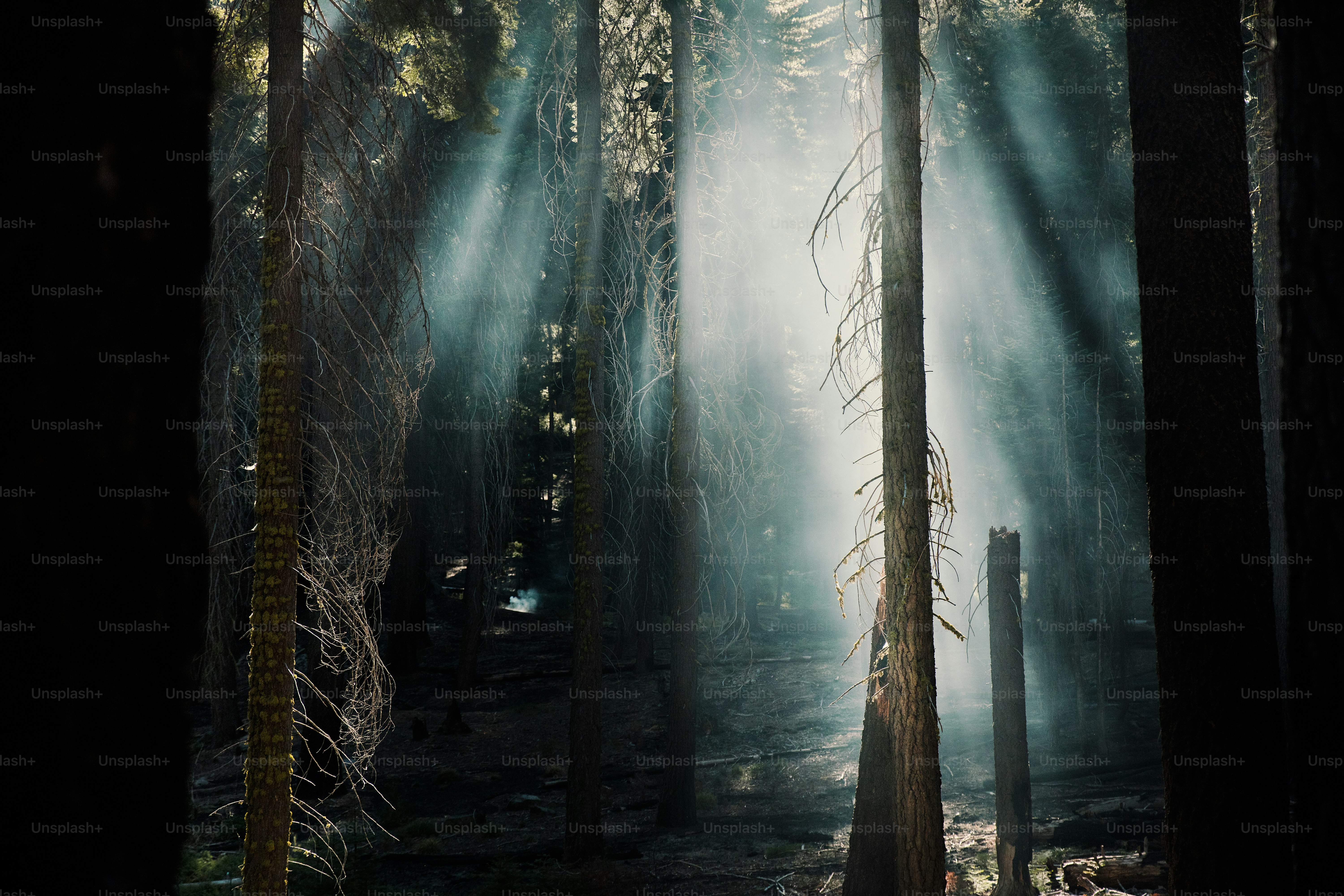 A forest filled with lots of tall trees photo – Sequoia national park ...