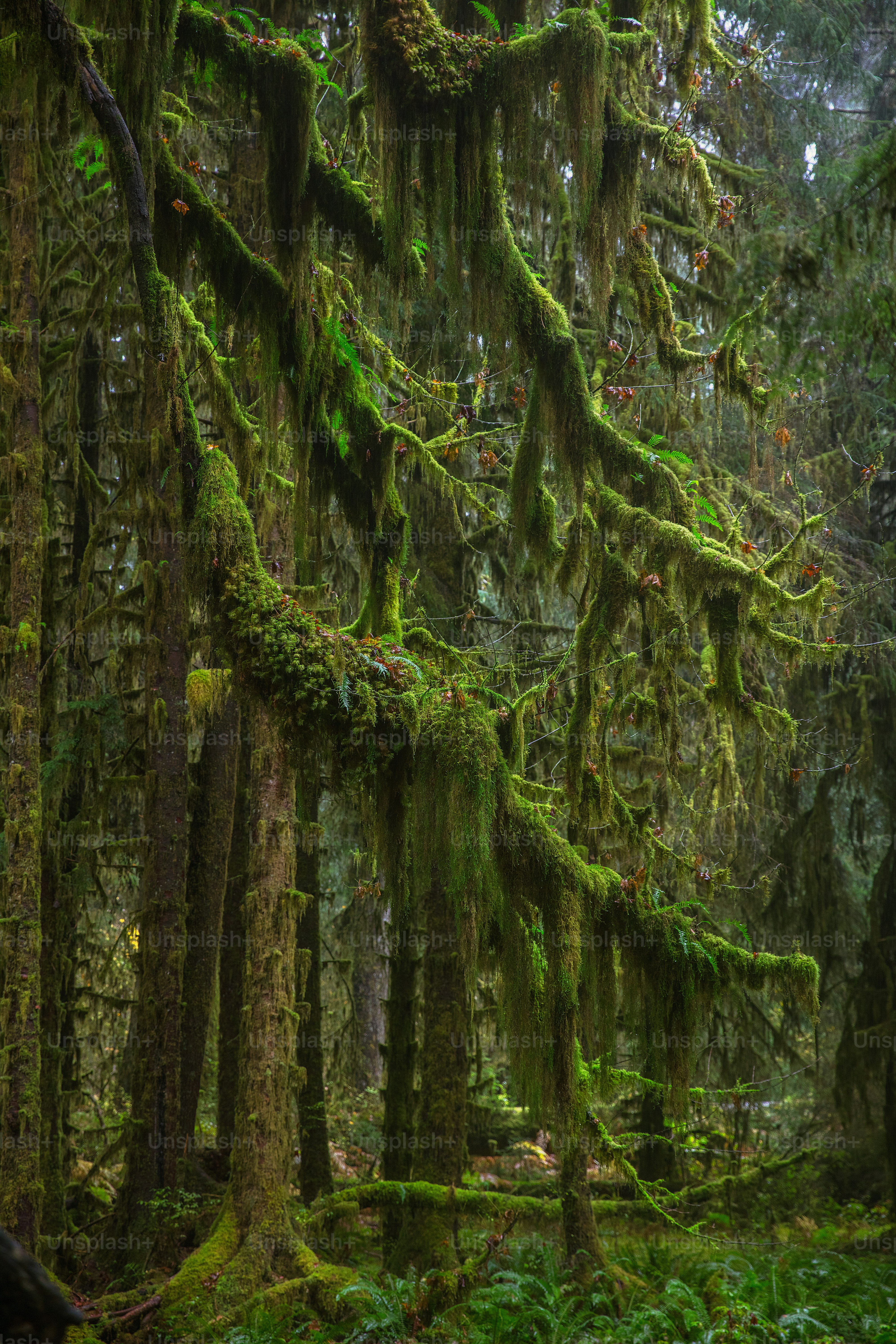 A mossy forest with lots of trees and plants photo – Wallpapers Image ...