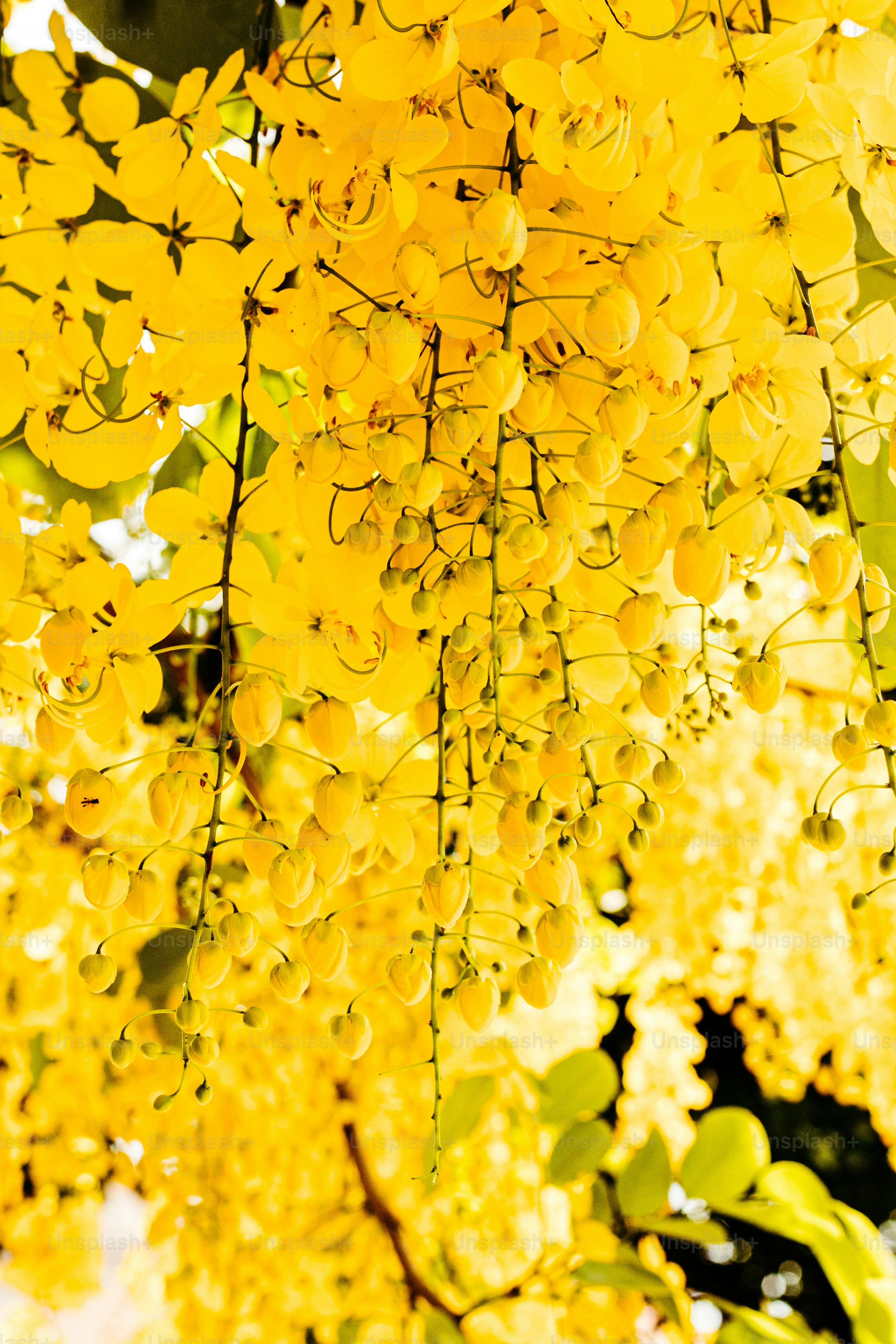A tree with yellow flowers and green leaves photo – Yellow leaves Image ...
