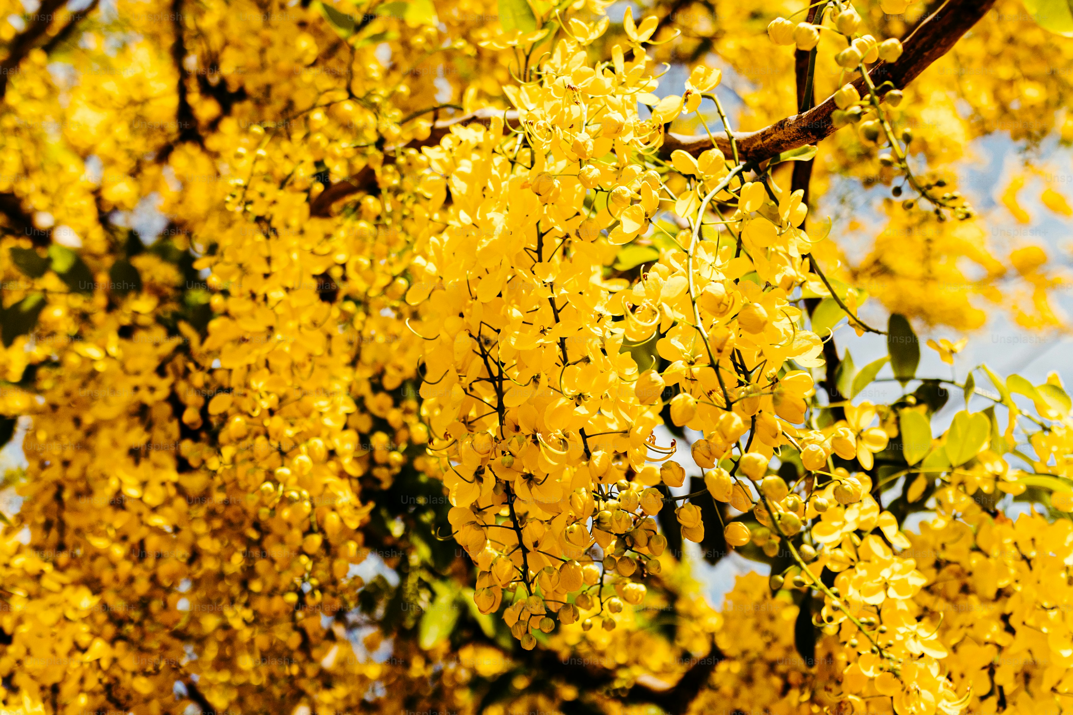 Mustard Tree Pictures | Download Free Images on Unsplash