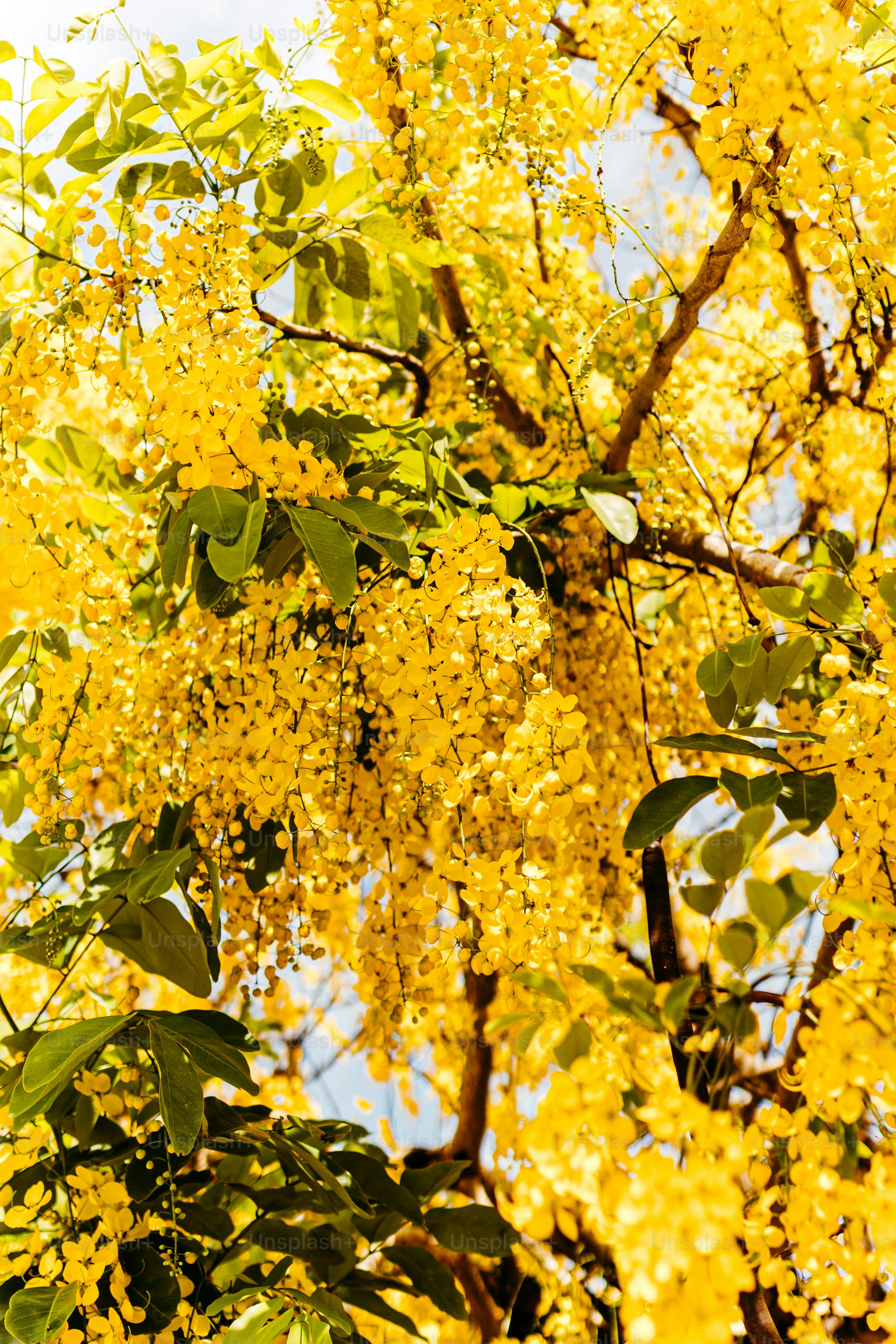 A tree with yellow flowers and green leaves photo – Branches Image on ...