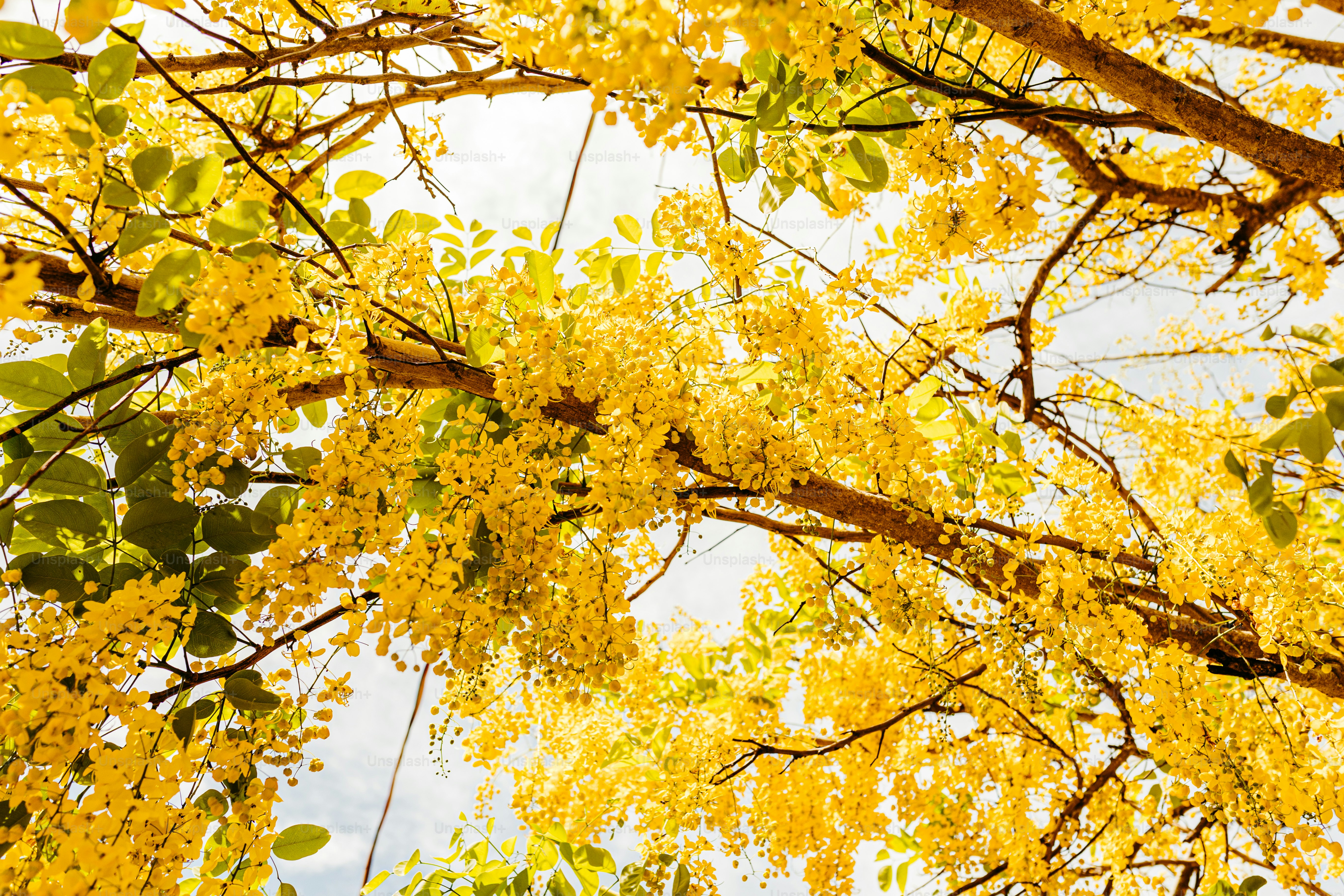 A tree filled with lots of yellow flowers photo – Yellow leaves Image ...