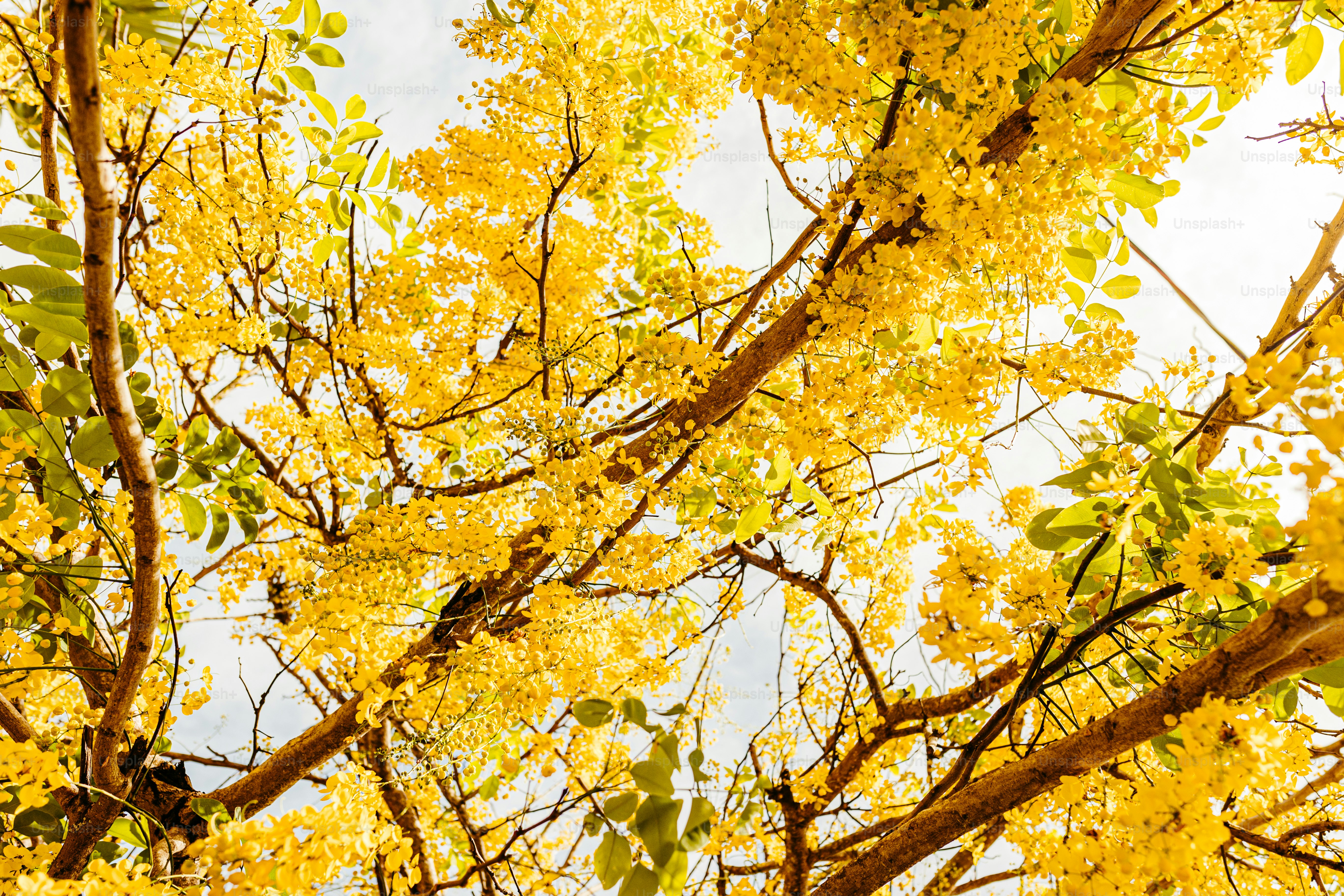 A tree filled with lots of yellow flowers photo – Yellow leaves Image ...